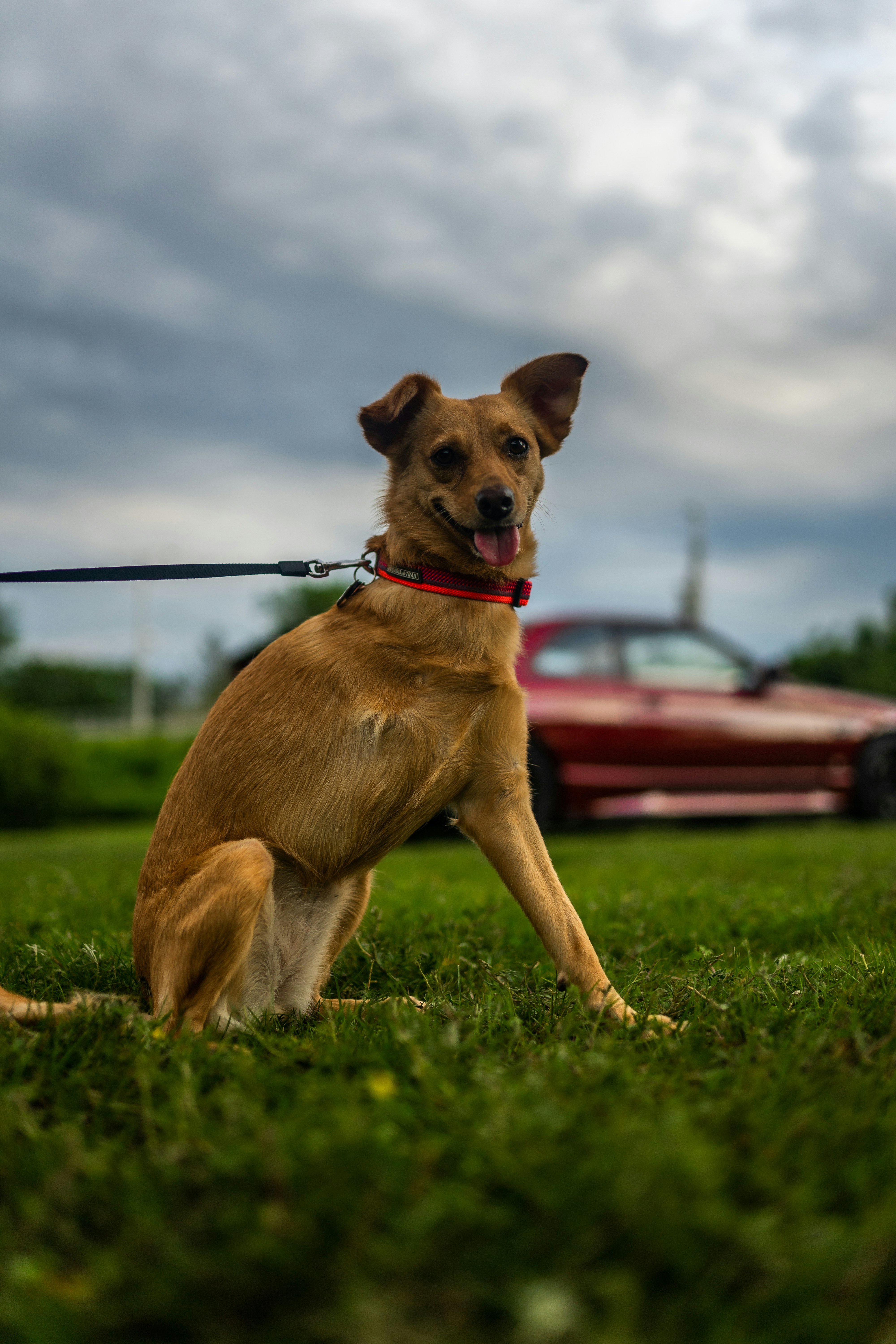 A cheerful dog with a red collar sitting on lush green grass, with a blurred car in the background under a cloudy sky.