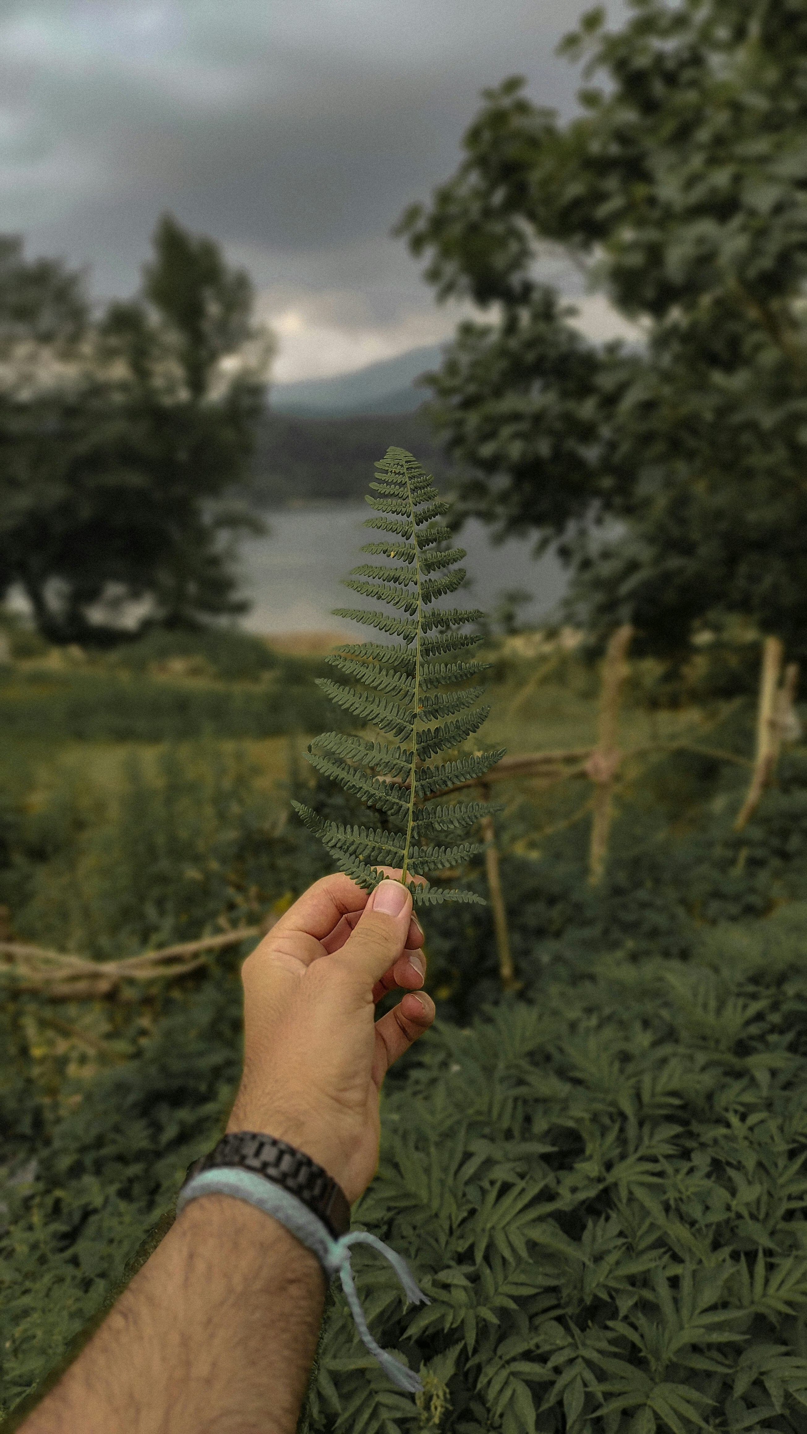 Handheld Fern in Focus: Quiet Landscape Pause