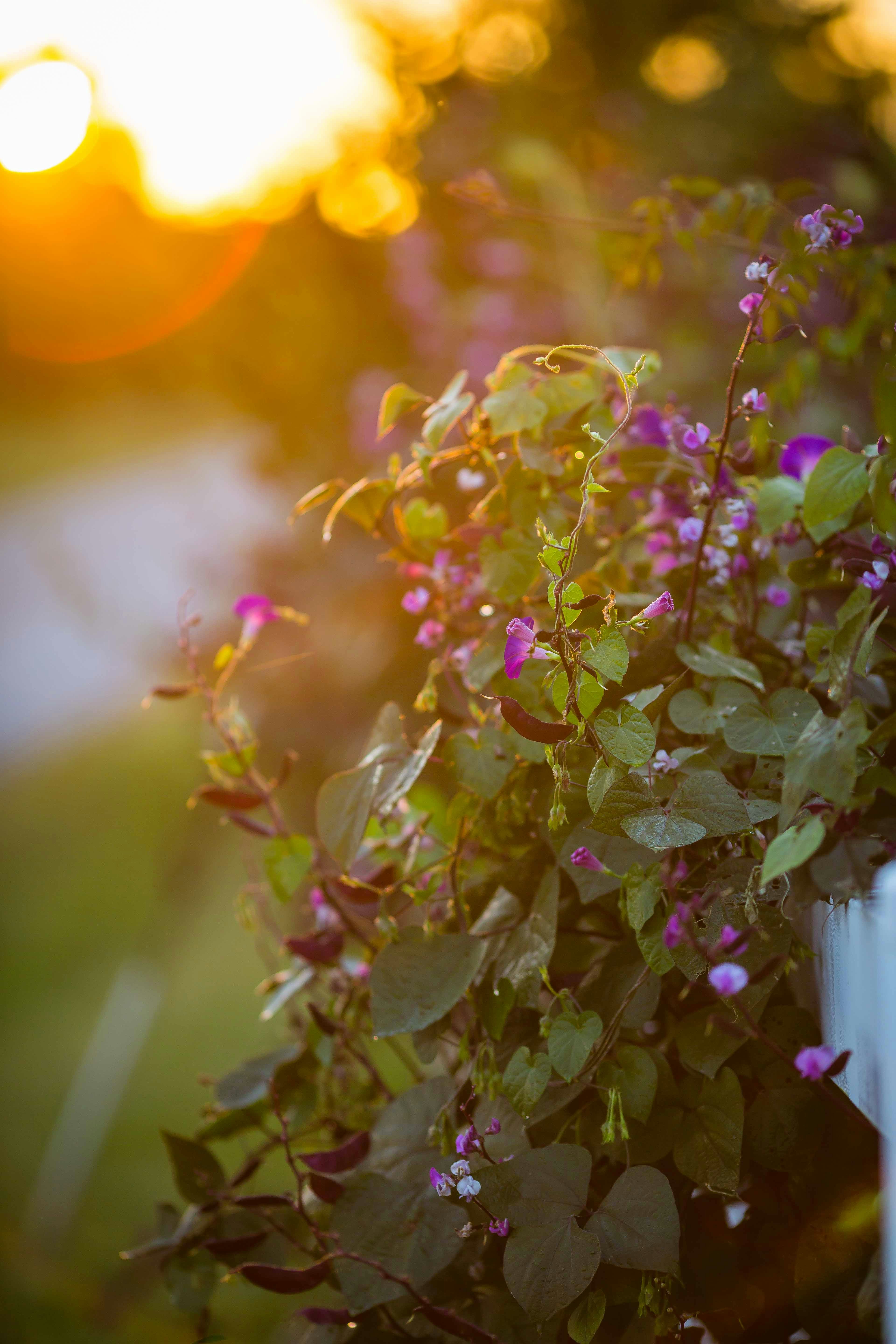 Gold-Backlit Violet Cascade in a Quiet Garden