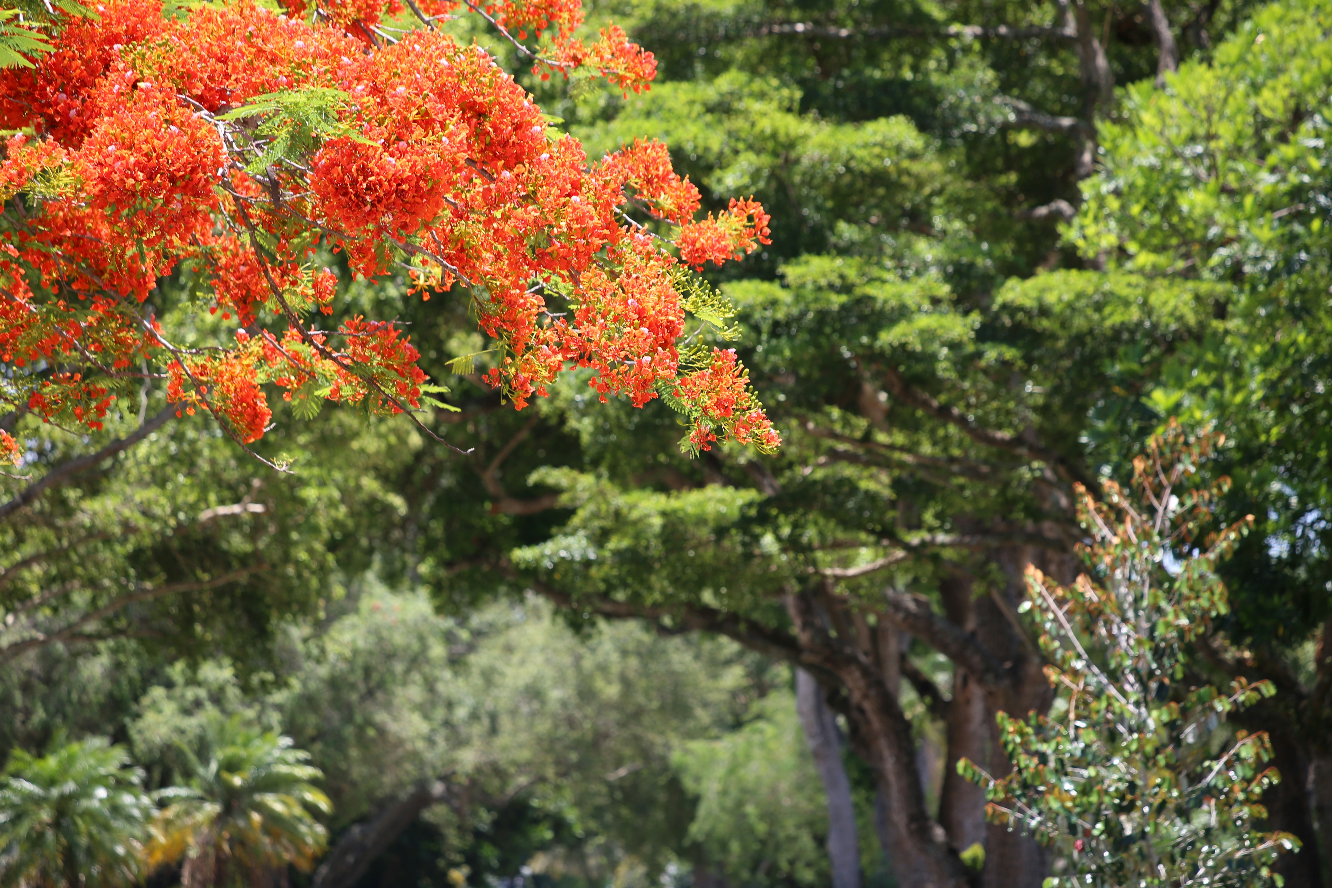 Crimson Bouquets against a Sunlit Canopy
