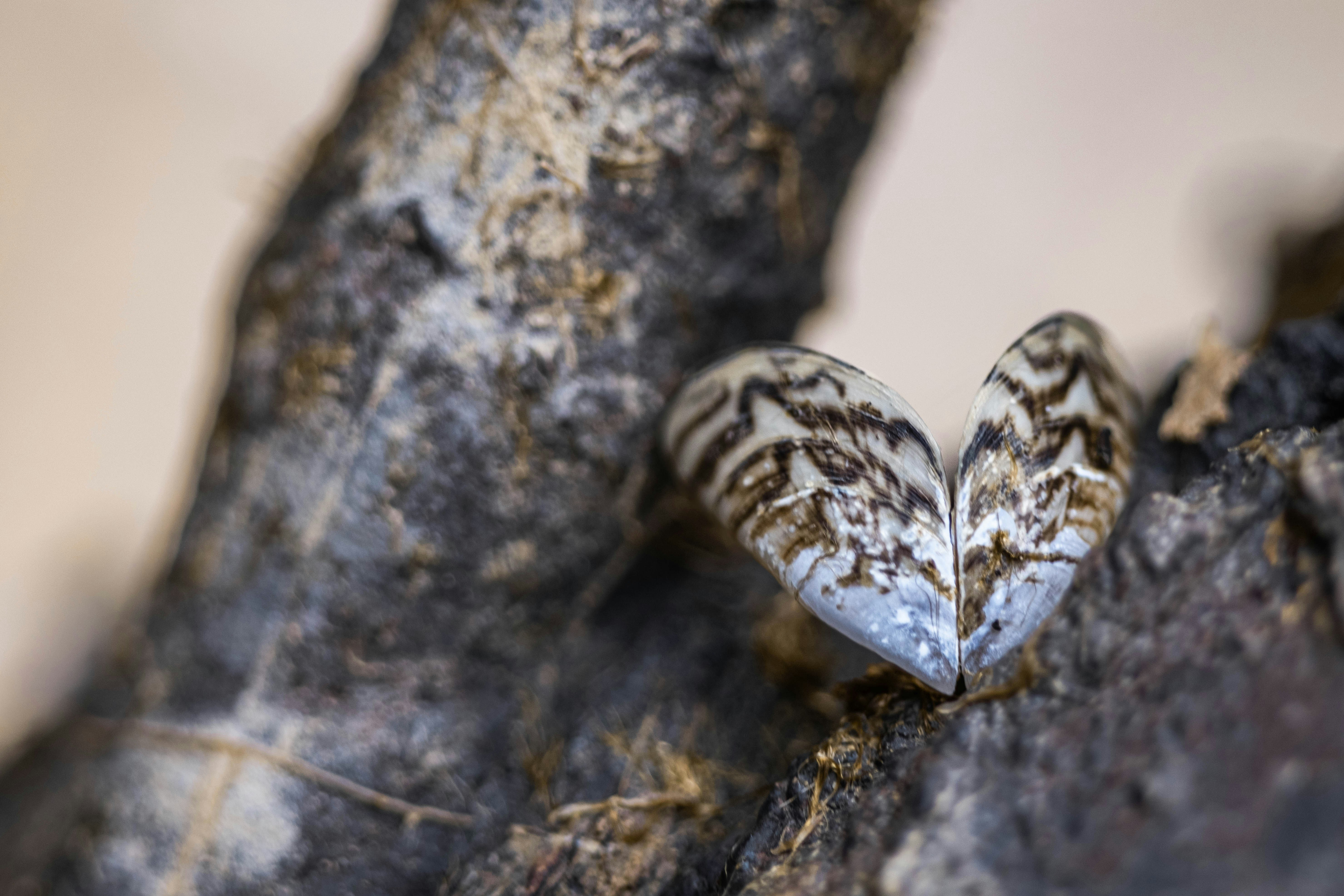 Heartwing on Bark: Macro Portrait of a Patterned Butterfly