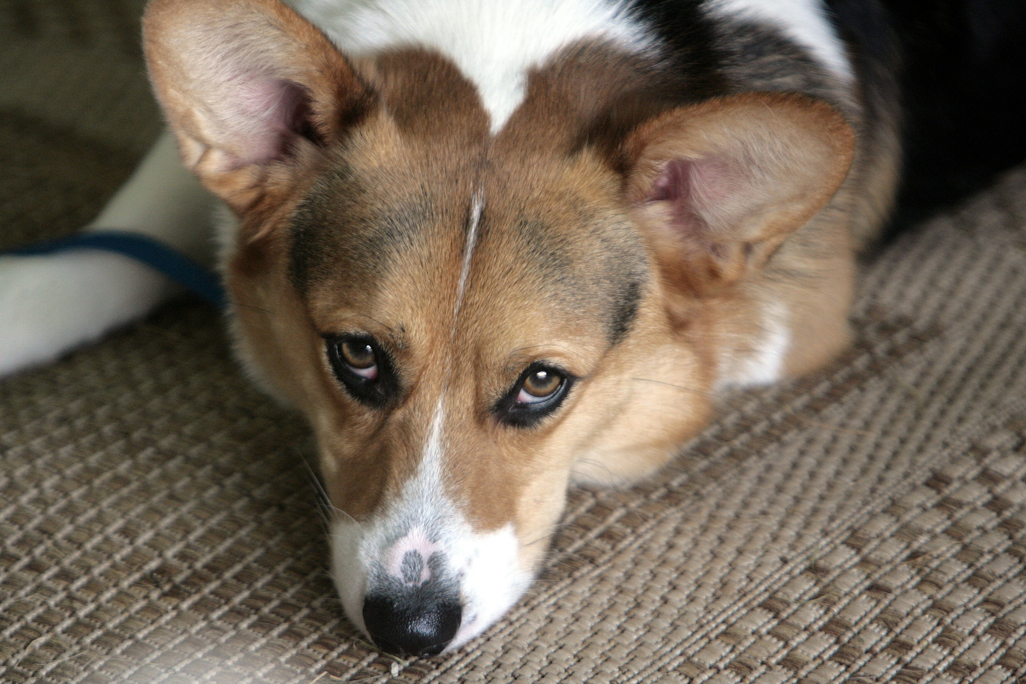 Dogs making faces | 67 best free dog, mammal, animal and pet photos on ...