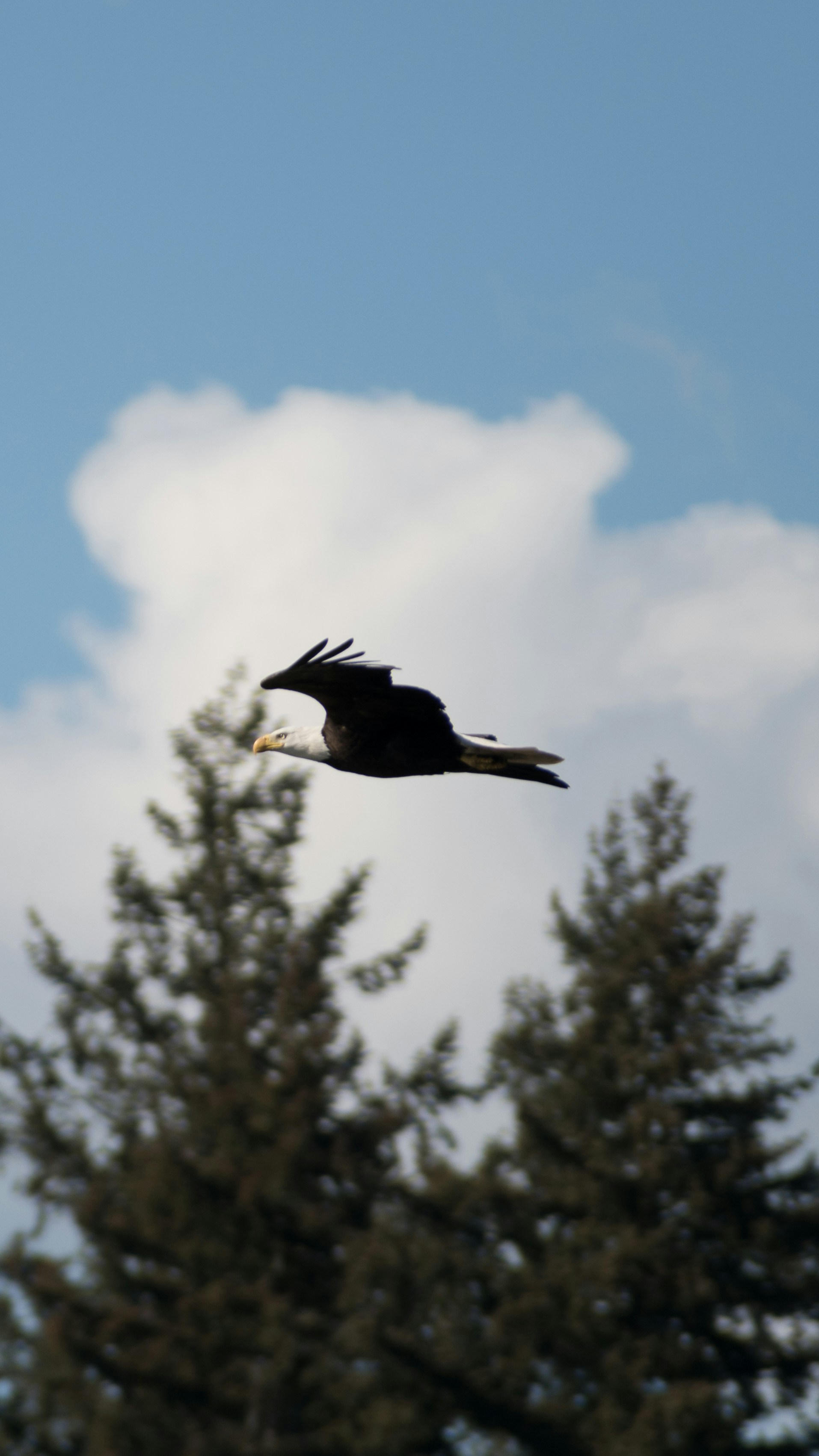 A bird flying over trees photo – Free Grey Image on Unsplash