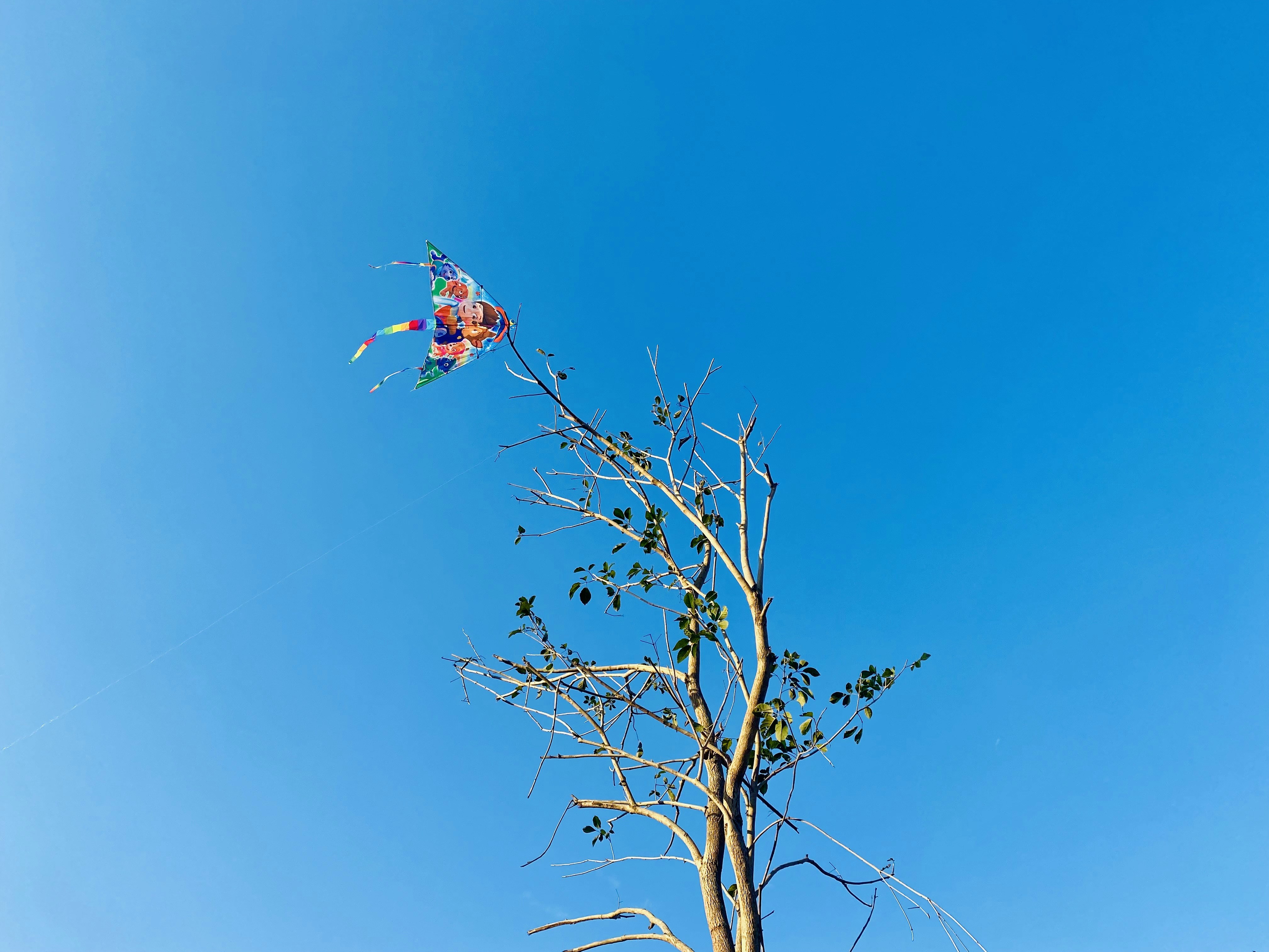 Colorful Kite Soaring Above a Bare Tree in a Cobalt Sky