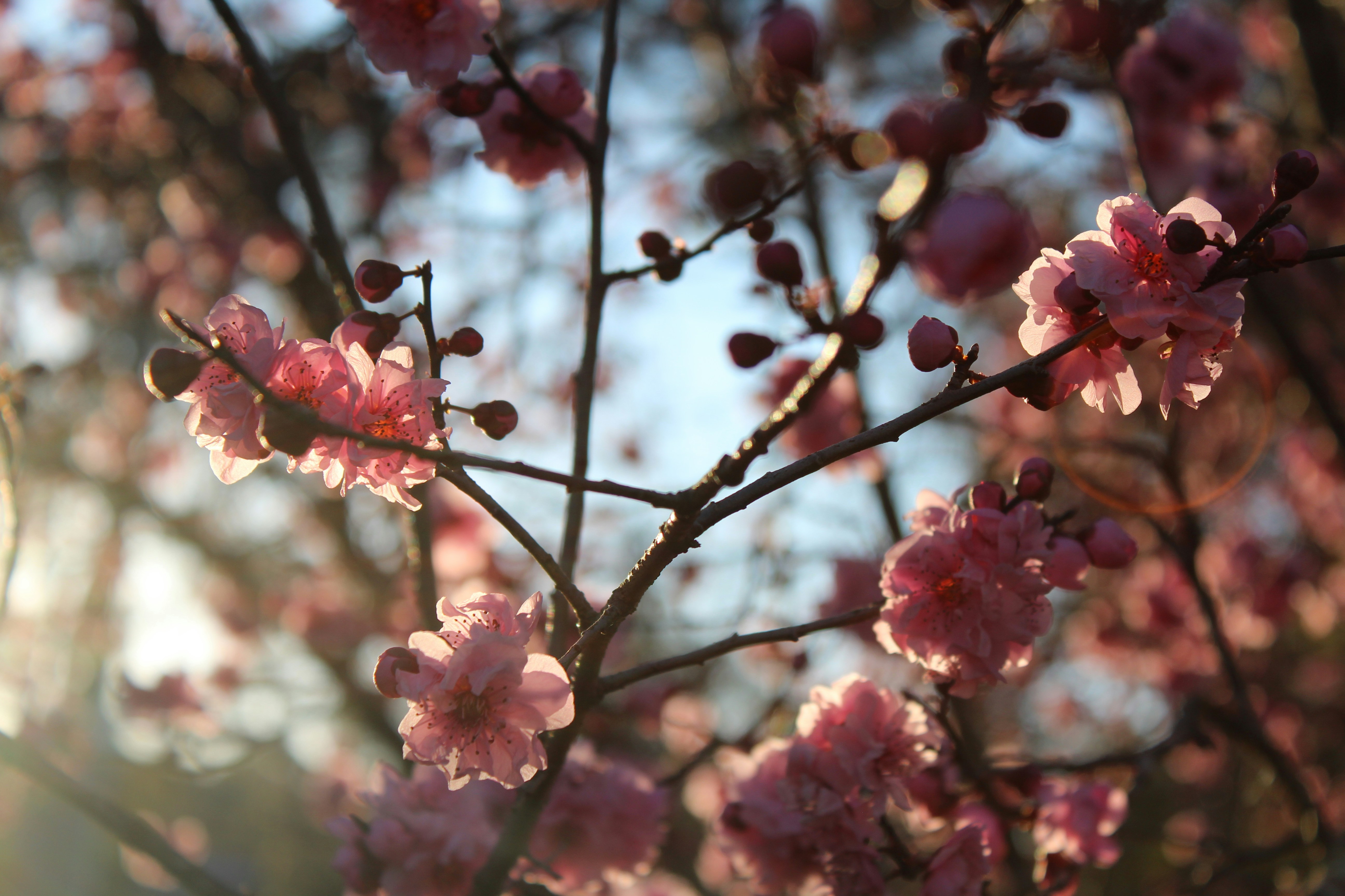 a close up of pink flowers