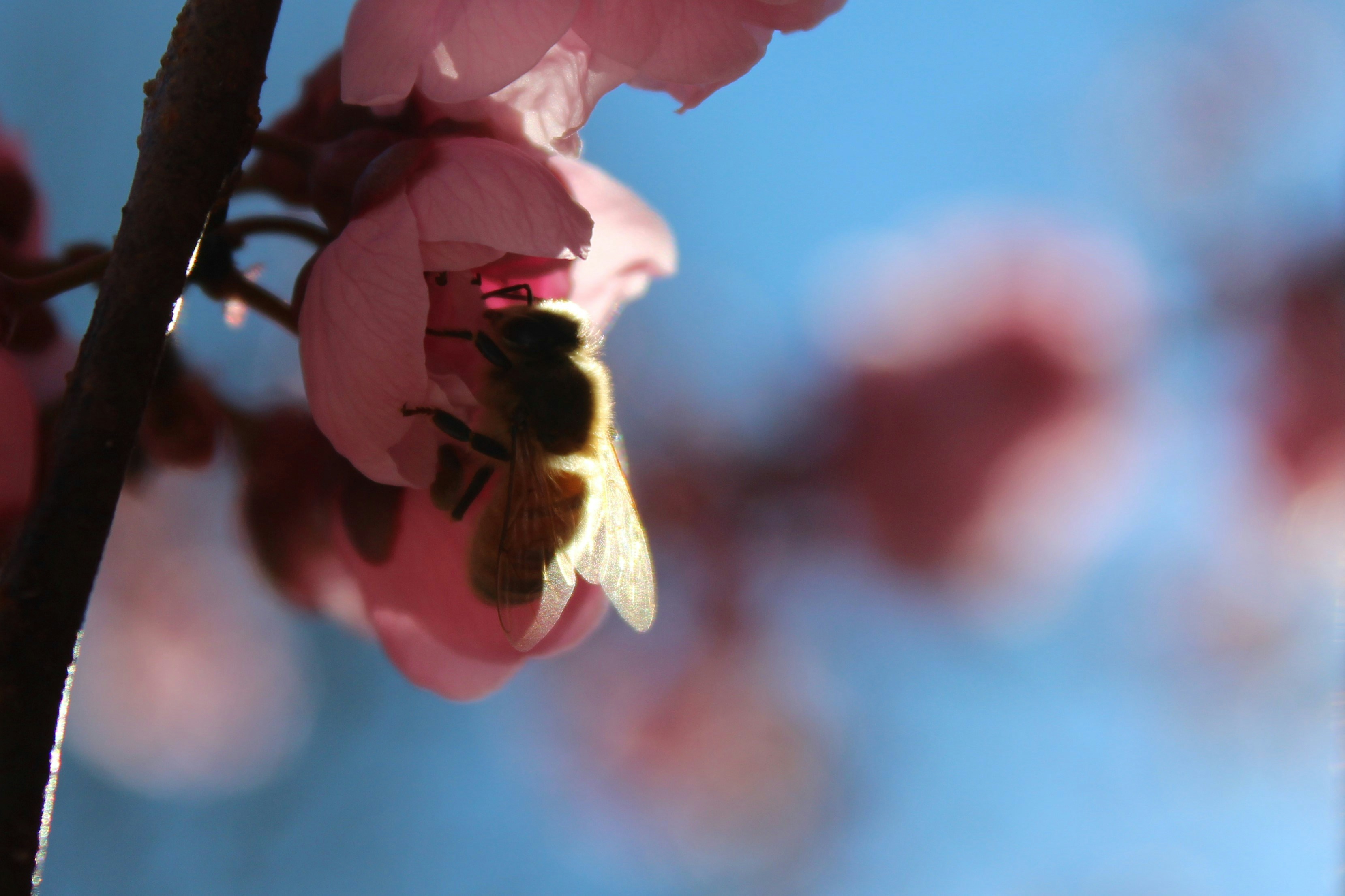 Bee on a Pink Cherry Blossom Beneath a Clear Blue Sky