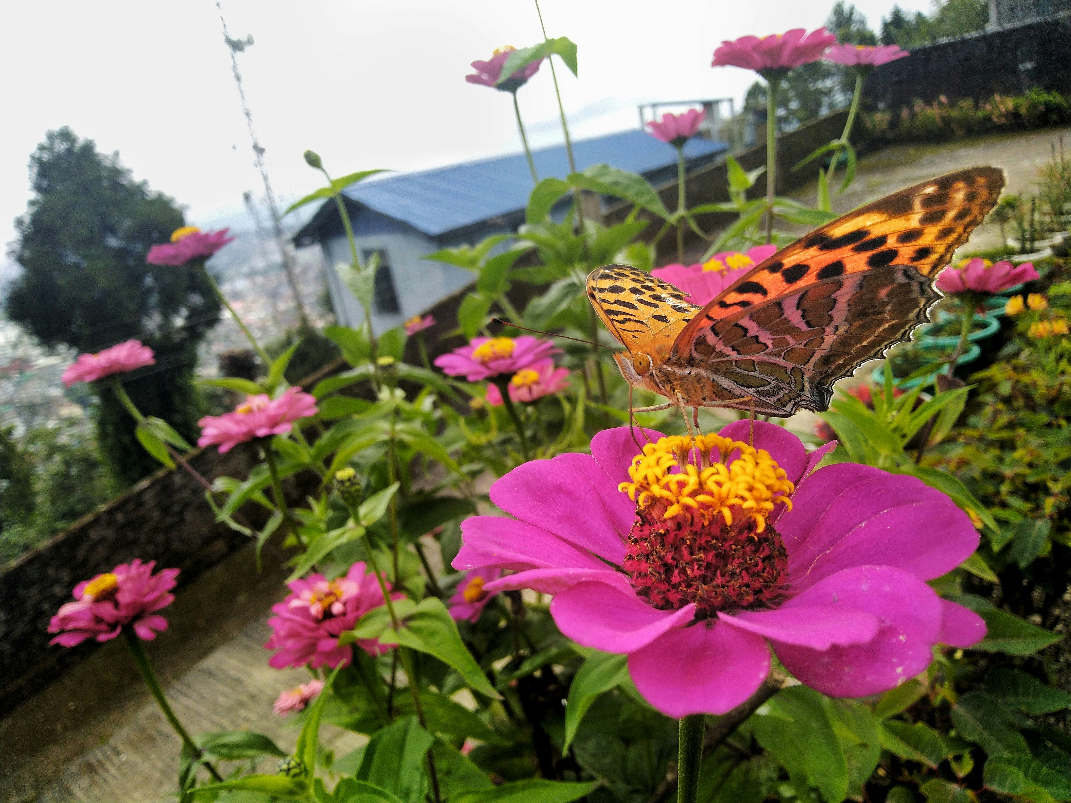 Butterfly on Magenta Zinnia: Color Pop in a Sunny Balcony Garden