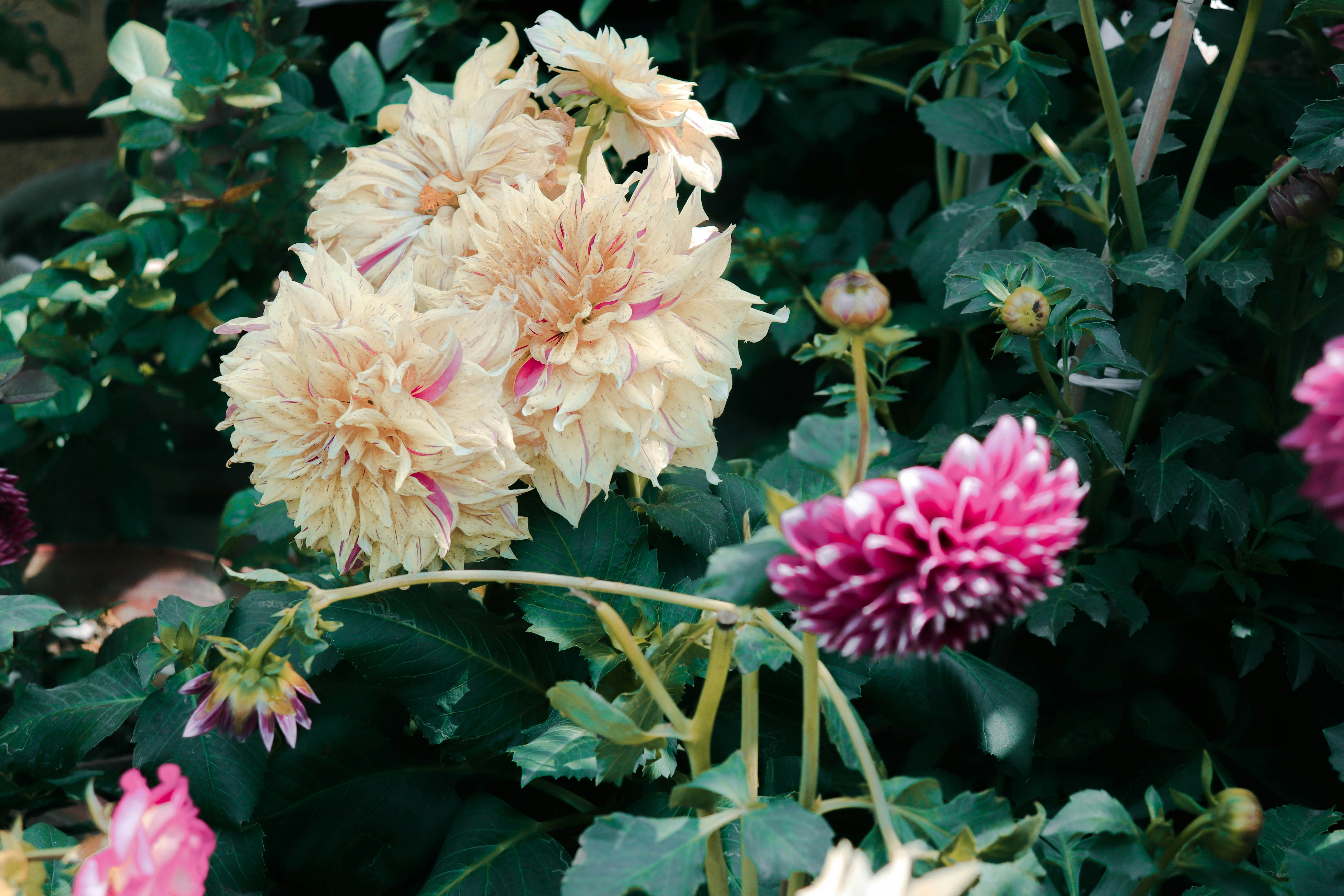 Amrah Imtiaz (@amrah2003) | Unsplash Photo Community