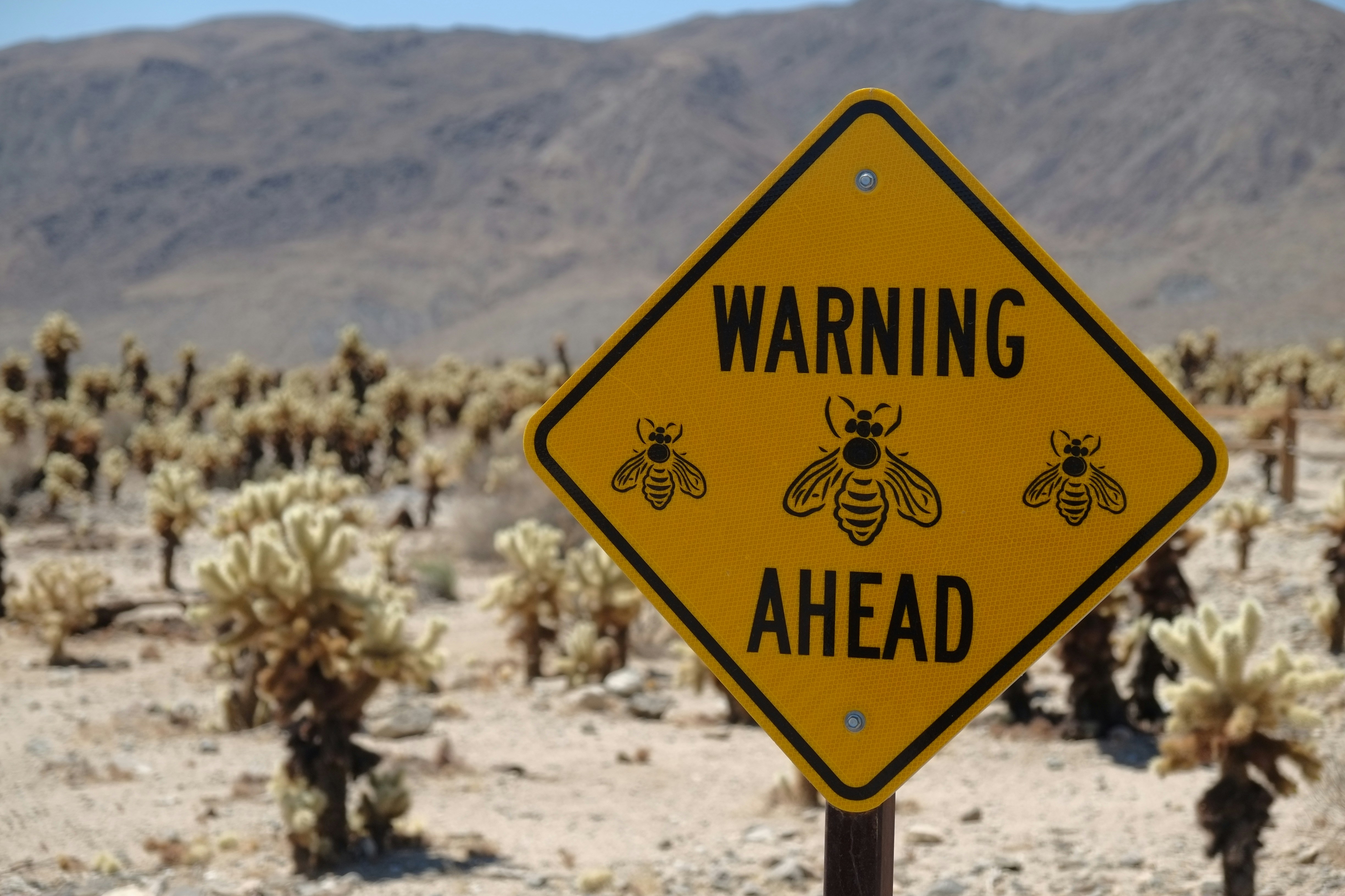 Warning Sign in Desert Bloom: Bees, Thorns, and Heat