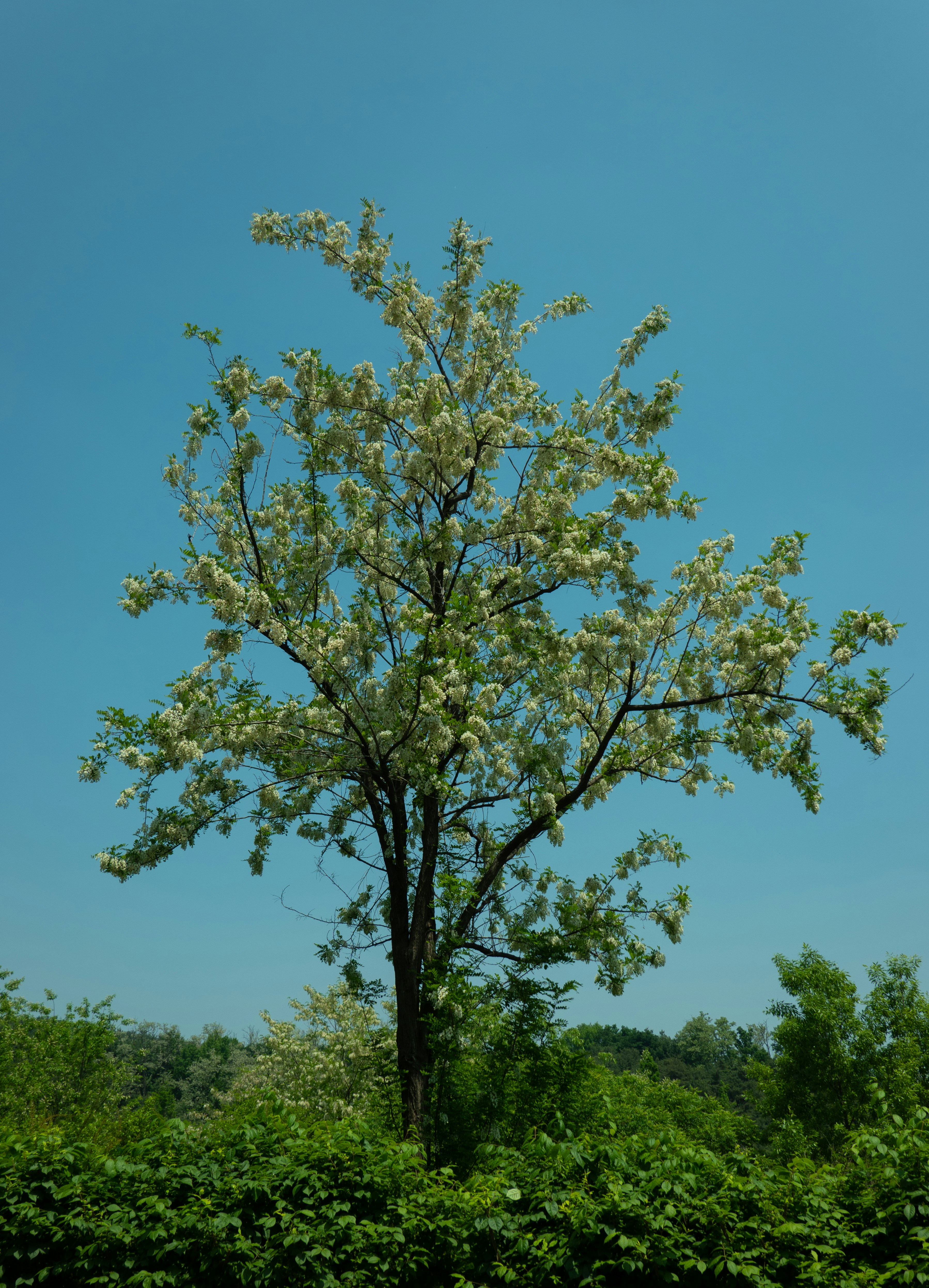a tree with many branches