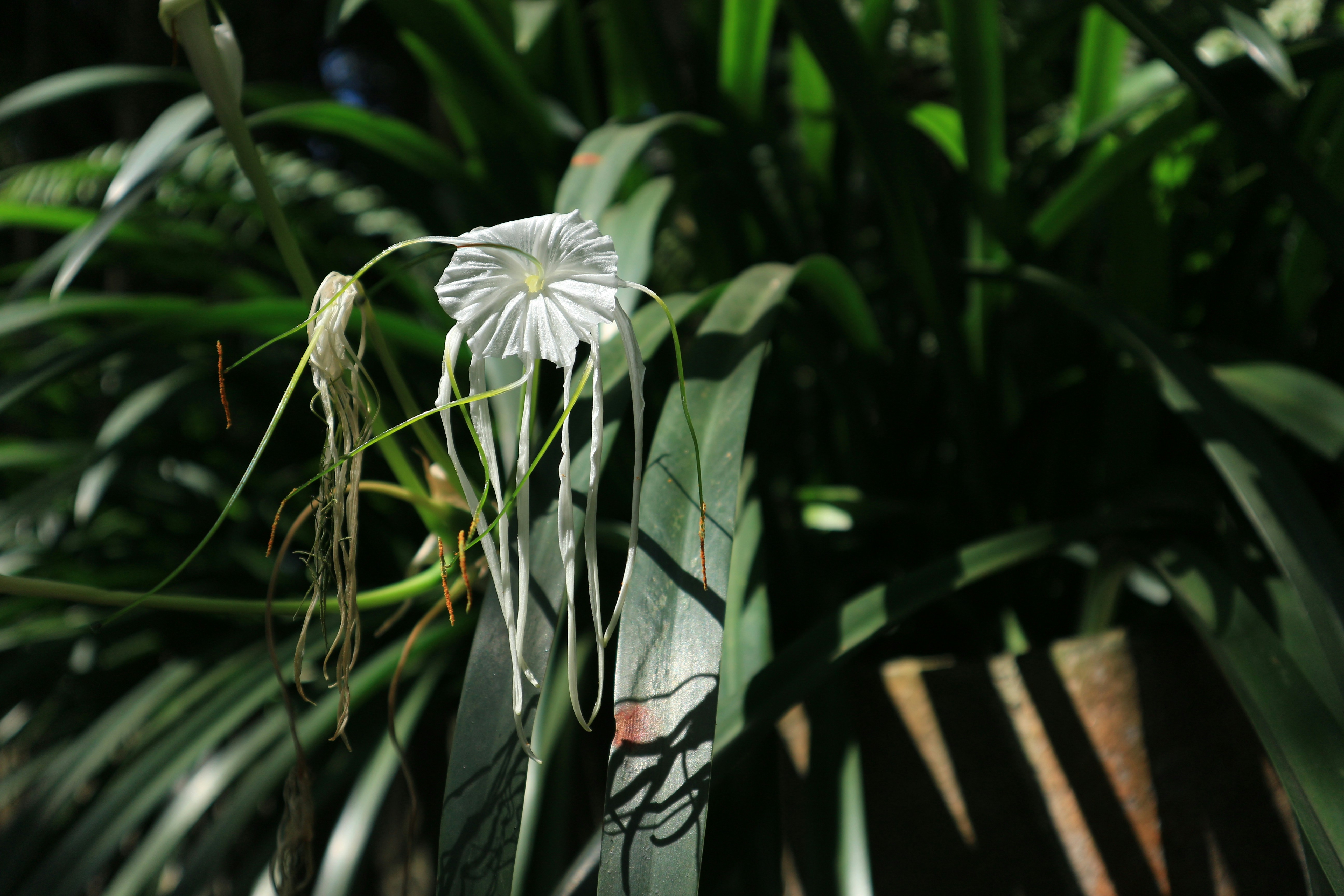 a white flower on a plant