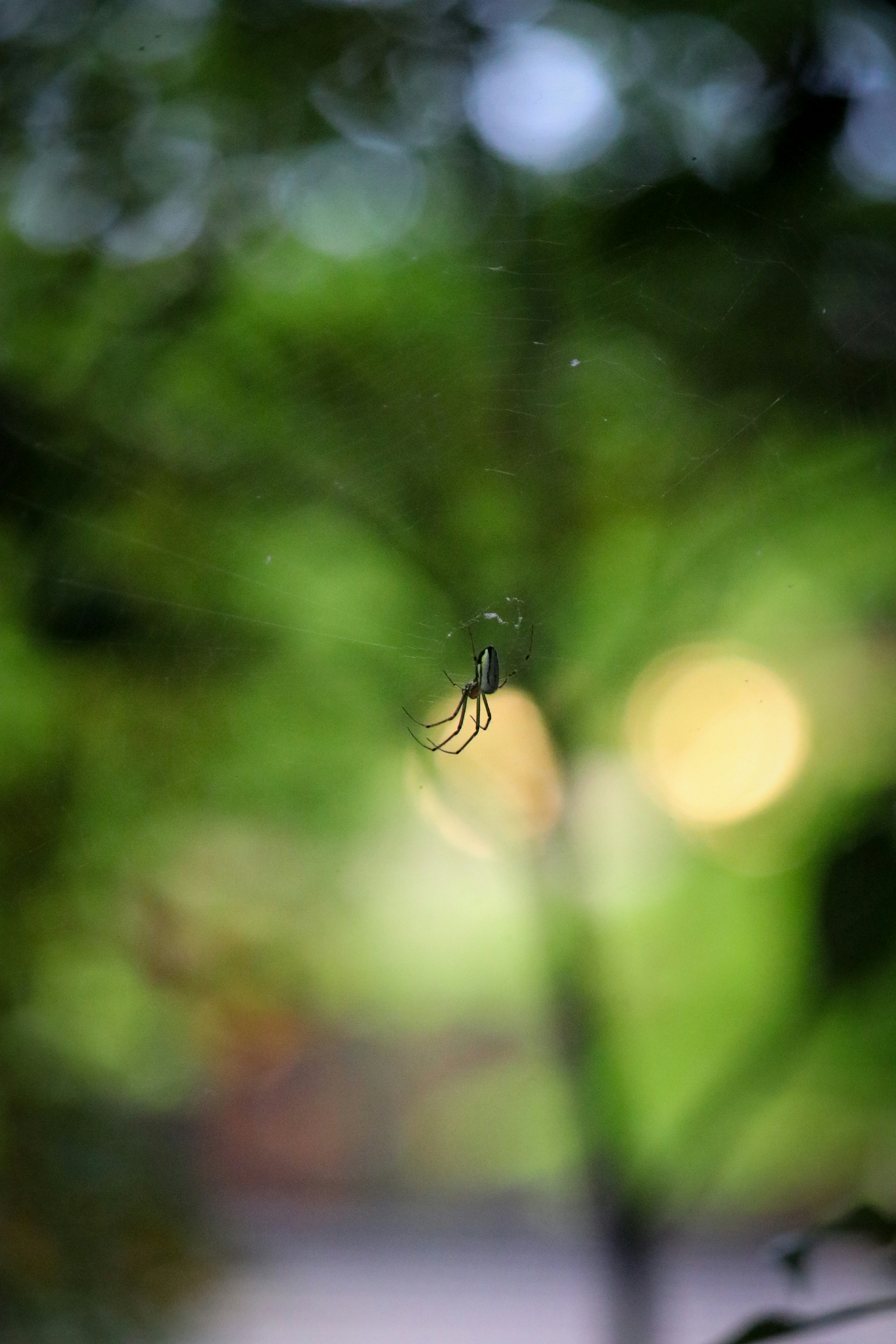 spider