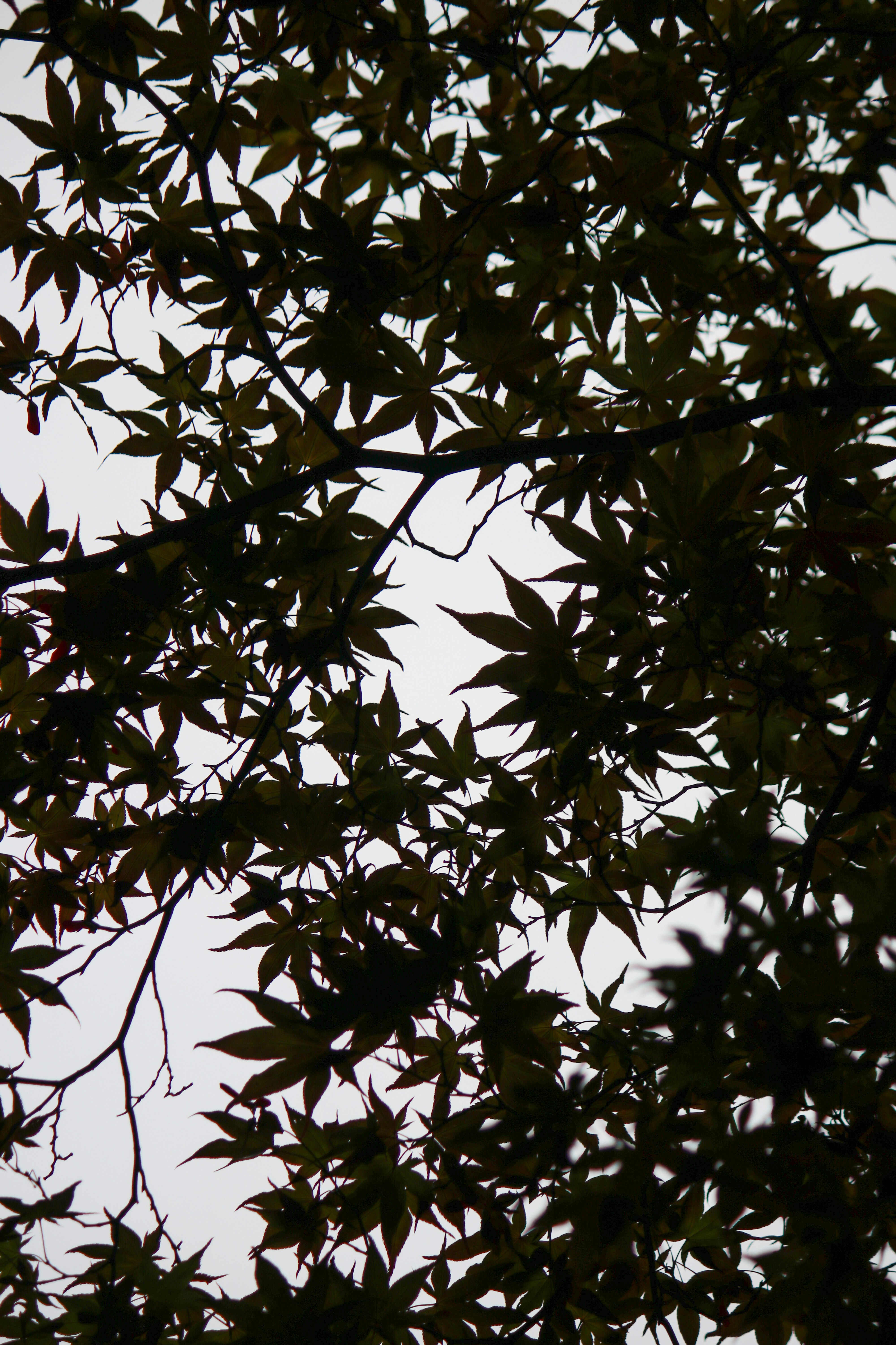 Dark silhouettes of leaves and branches against a pale sky create a tranquil atmosphere, emphasizing the beauty of nature's patterns.