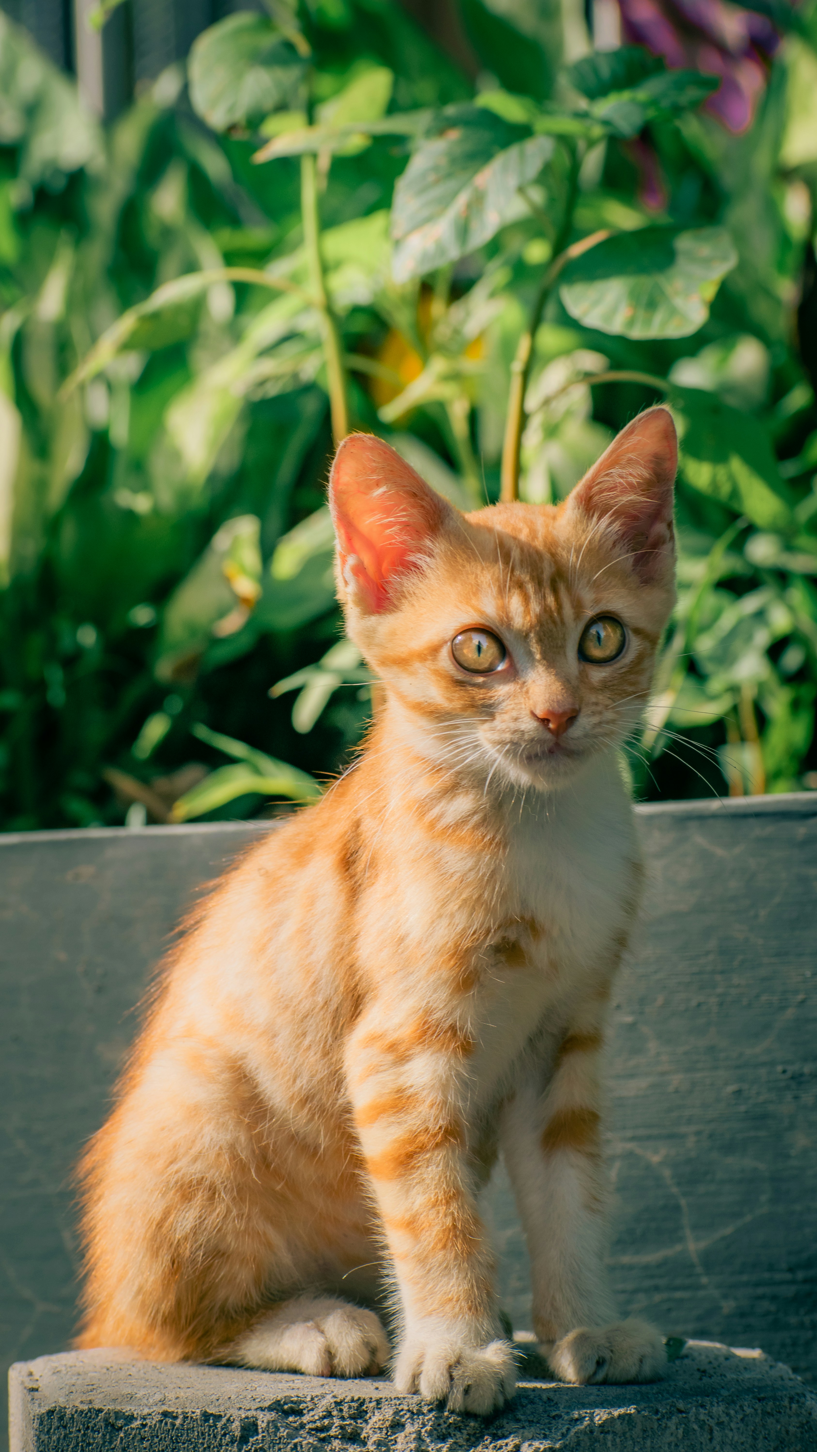 Un chat assis sur un banc photo – Photo Regione speciale di Yogyakarta ...