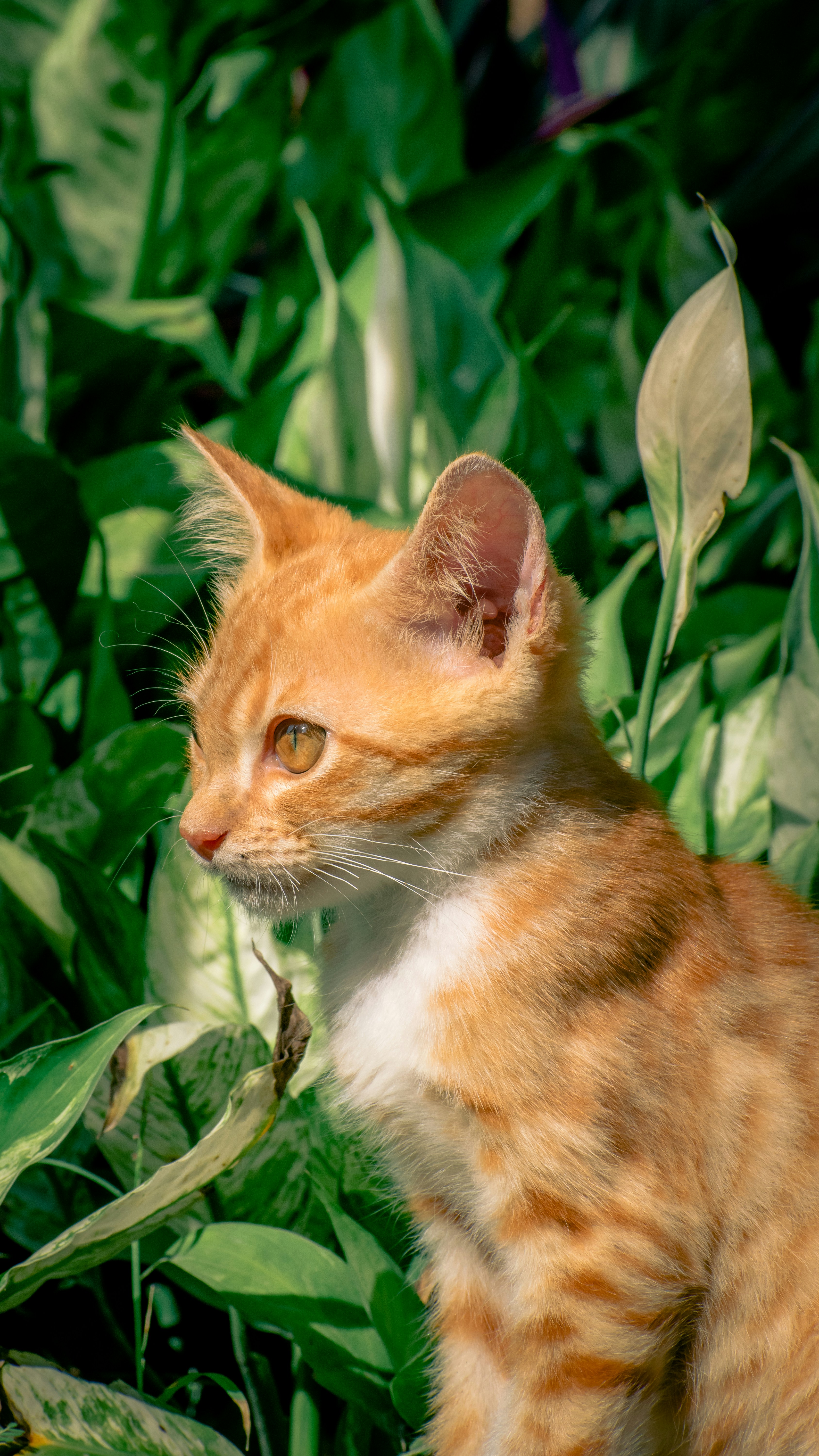 A playful orange tabby cat gazes thoughtfully among vibrant green leaves, showcasing its curious nature.