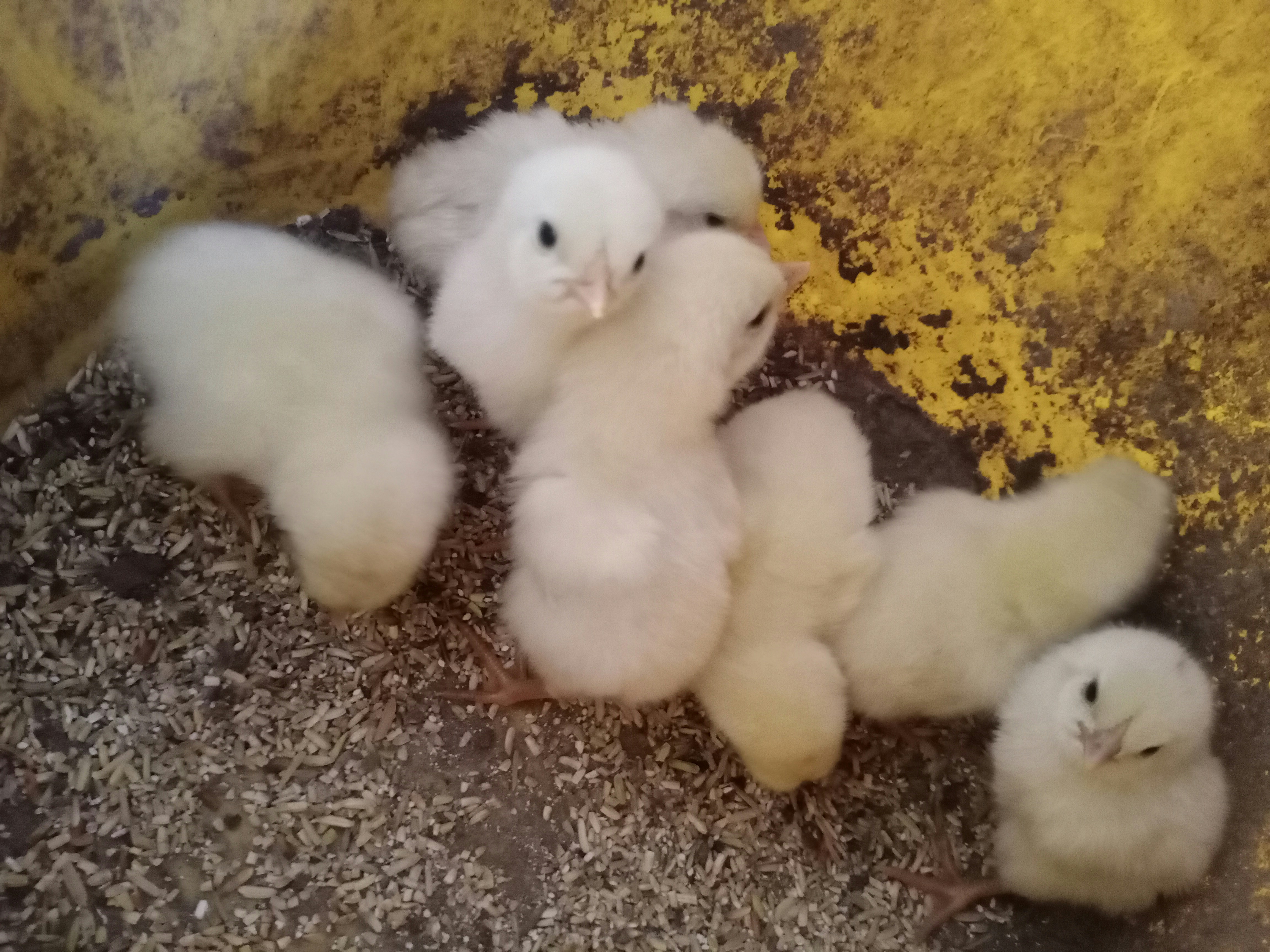 Sample photo from Vivo S1