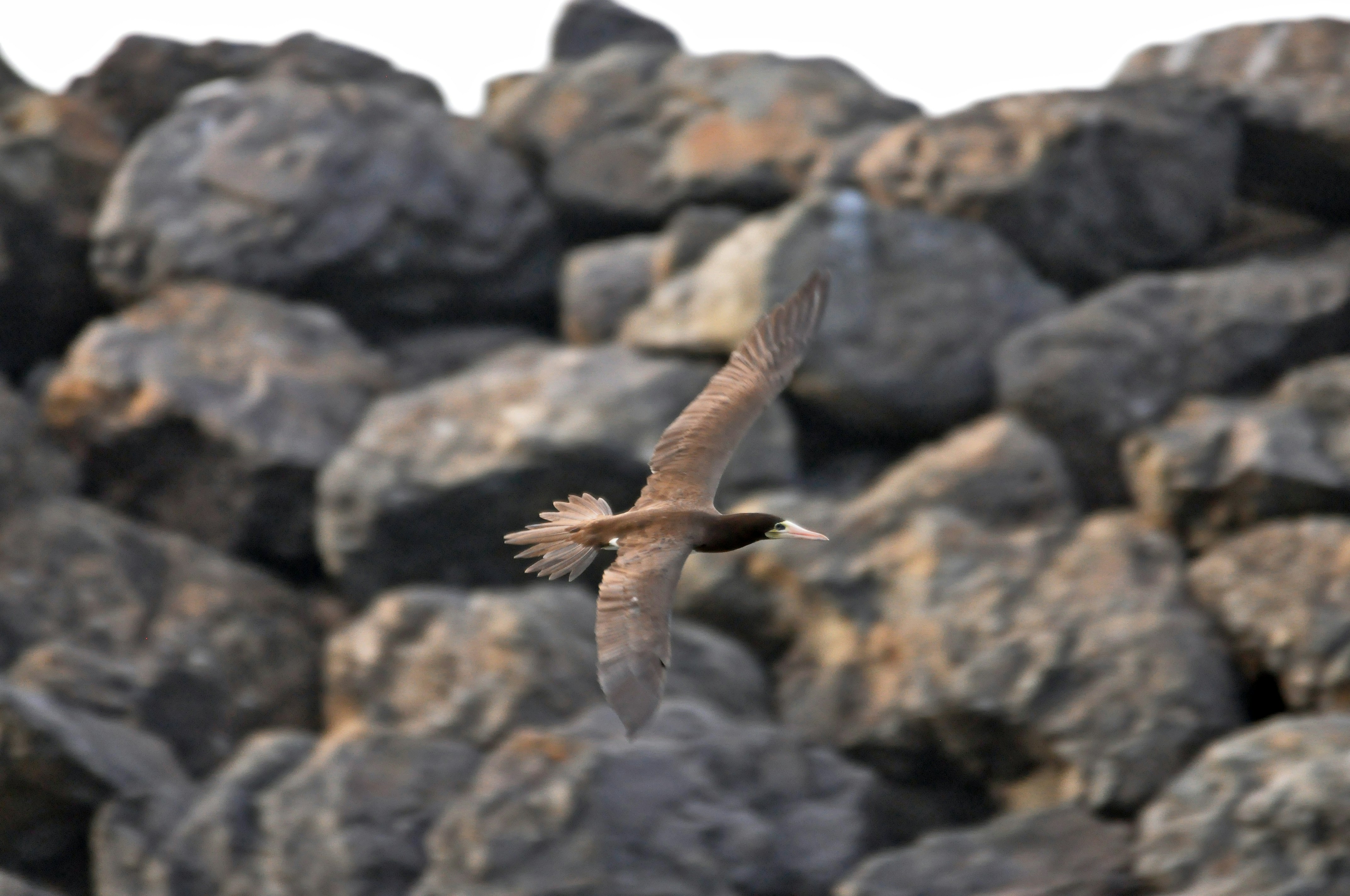 A brown booby flies past a rock jetty.