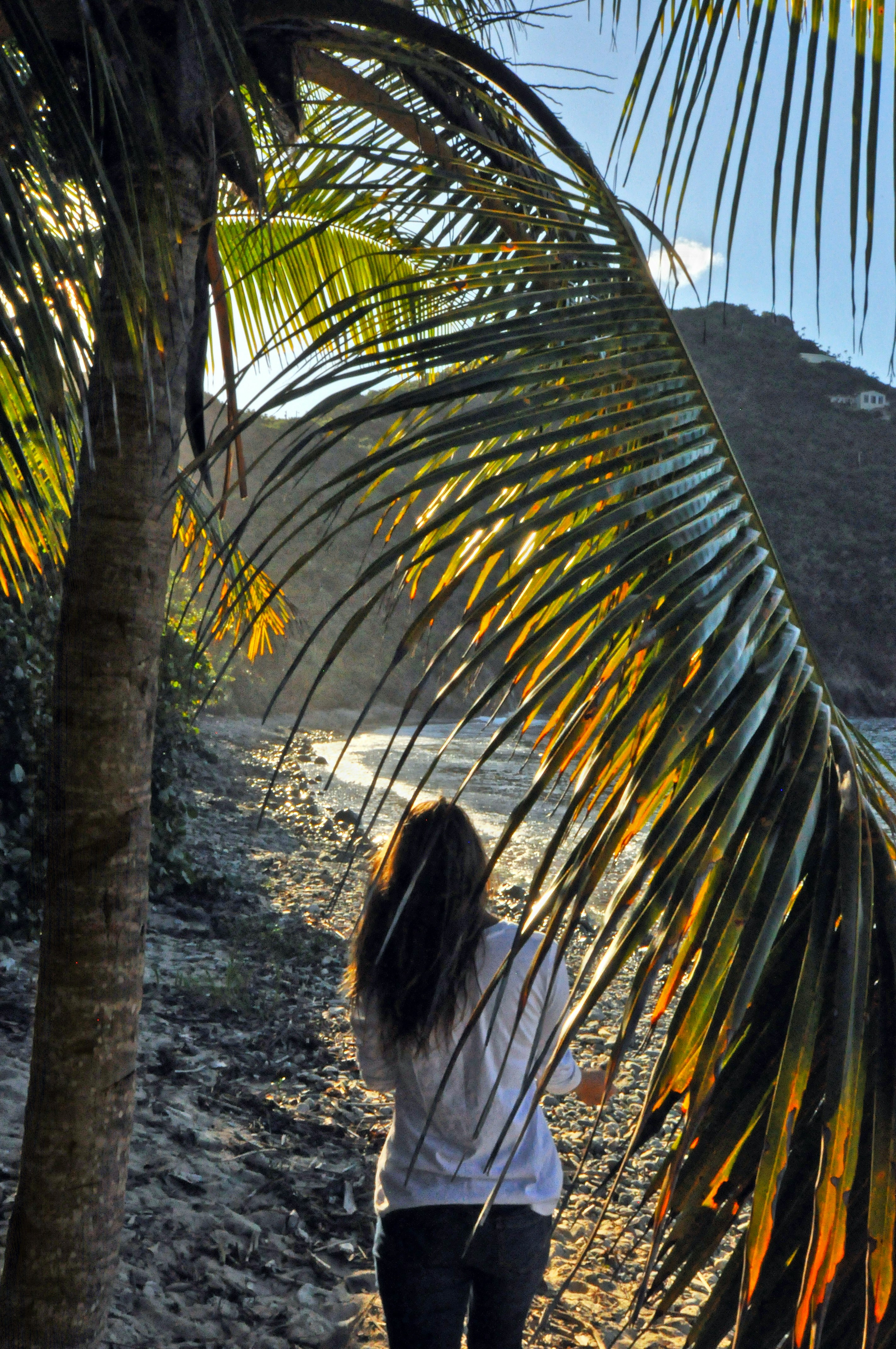 A figure walks along a sandy beach, framed by vibrant palm fronds illuminated by the sun. The scene captures the serene beauty of a coastal landscape.