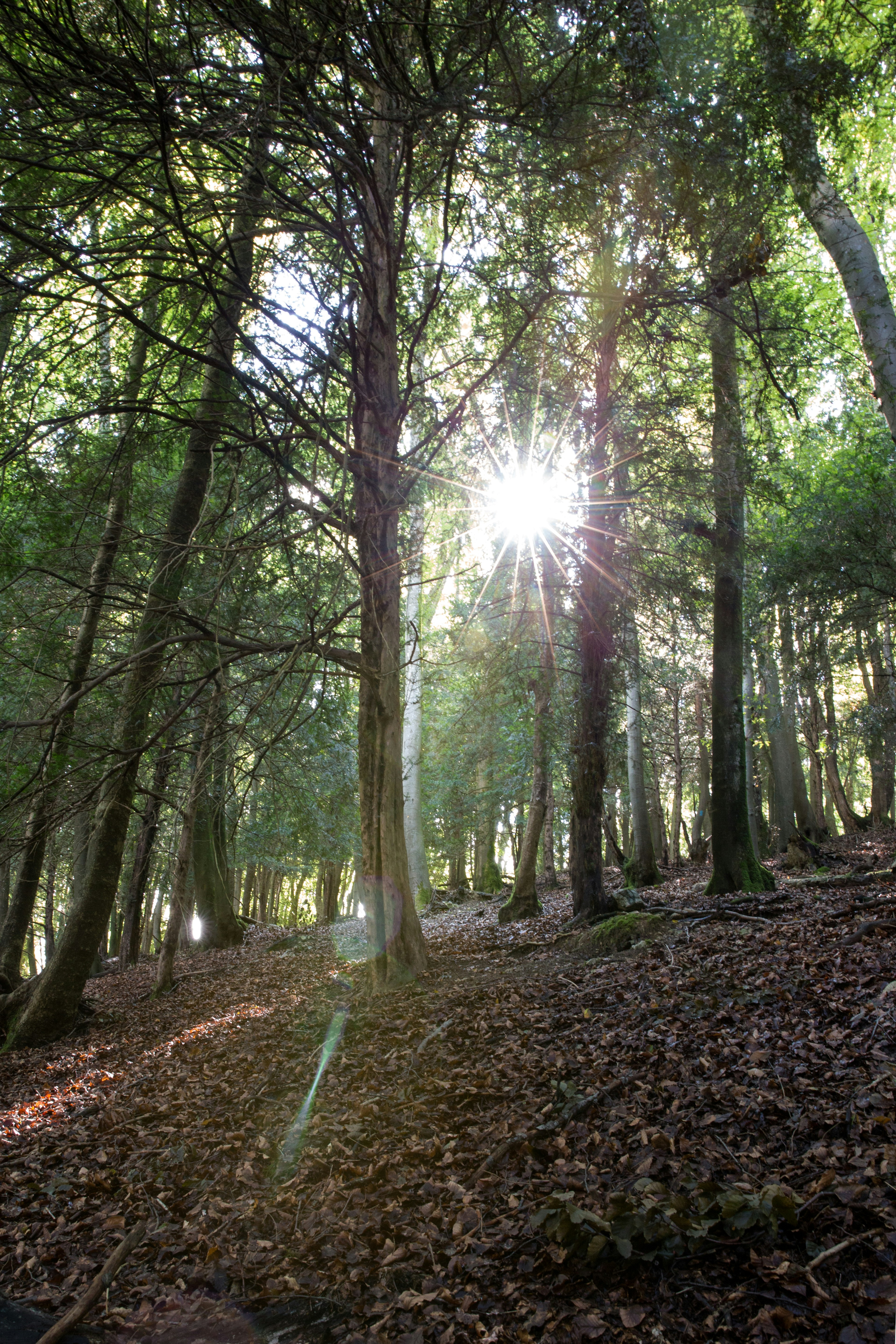 a path through a forest