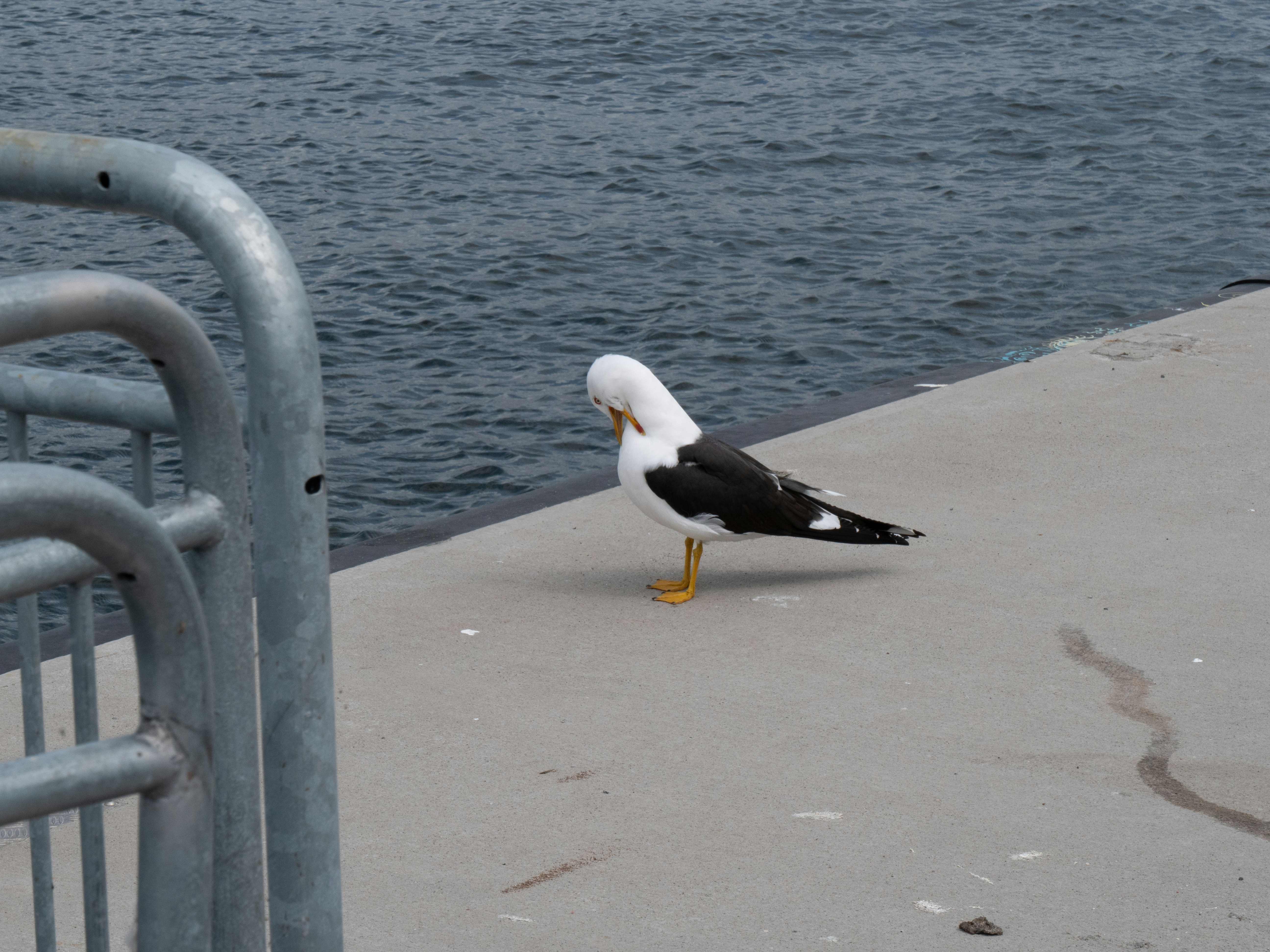 Quayside Sentinel: A Seagull Pauses at the Concrete Pier