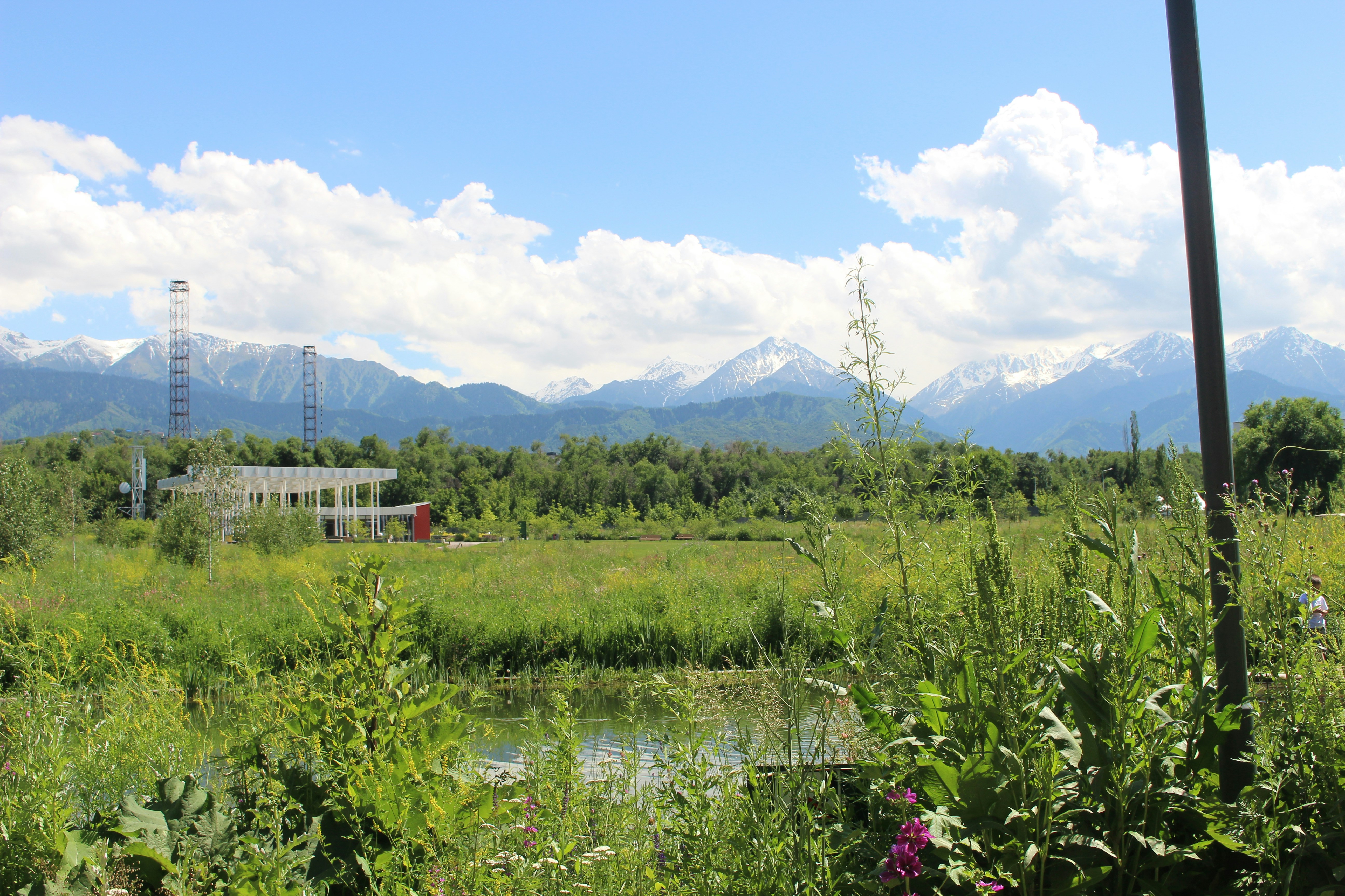 a field of plants with a mountain in the background