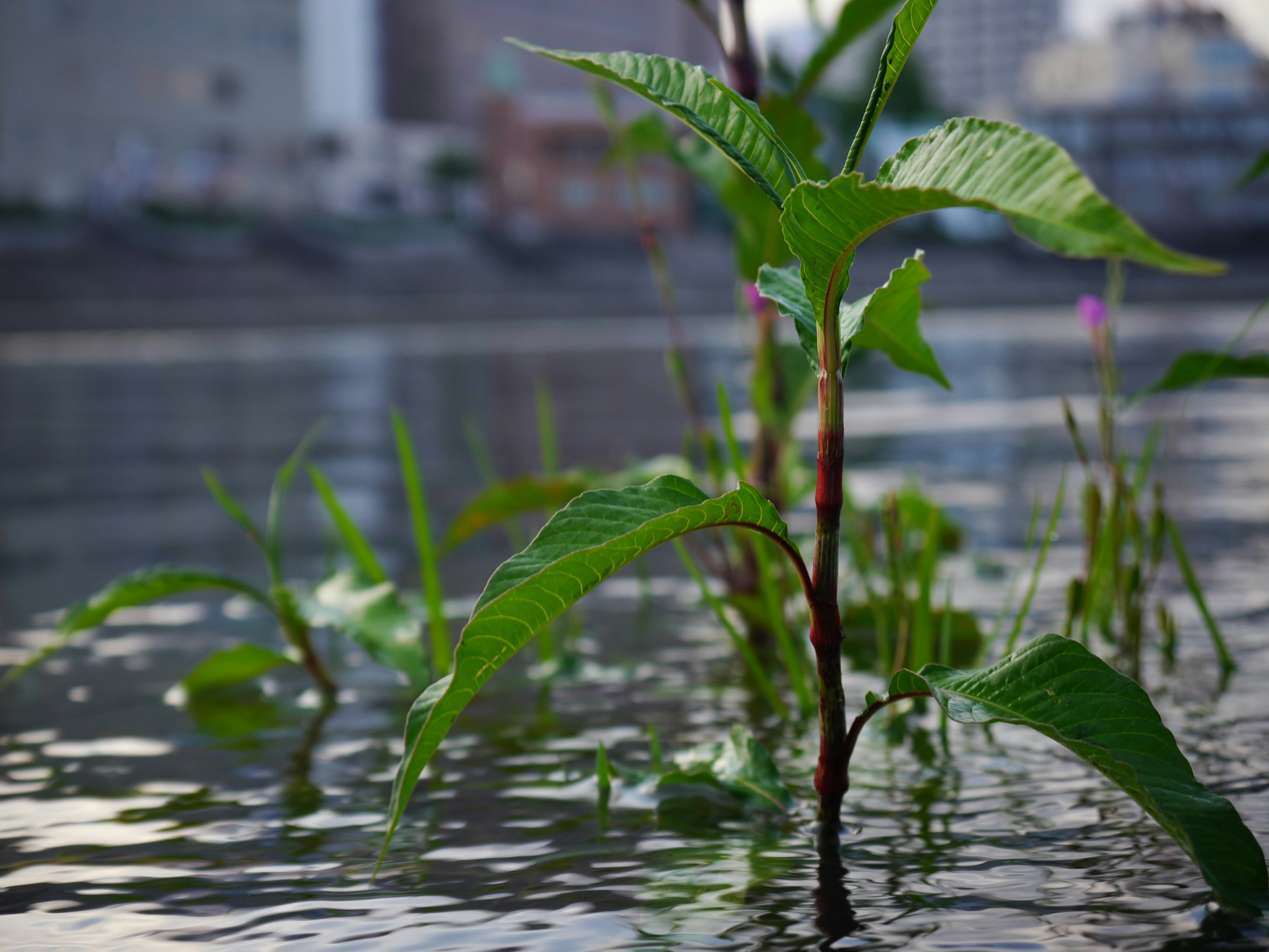 A plant growing in water photo – Free Japan Image on Unsplash