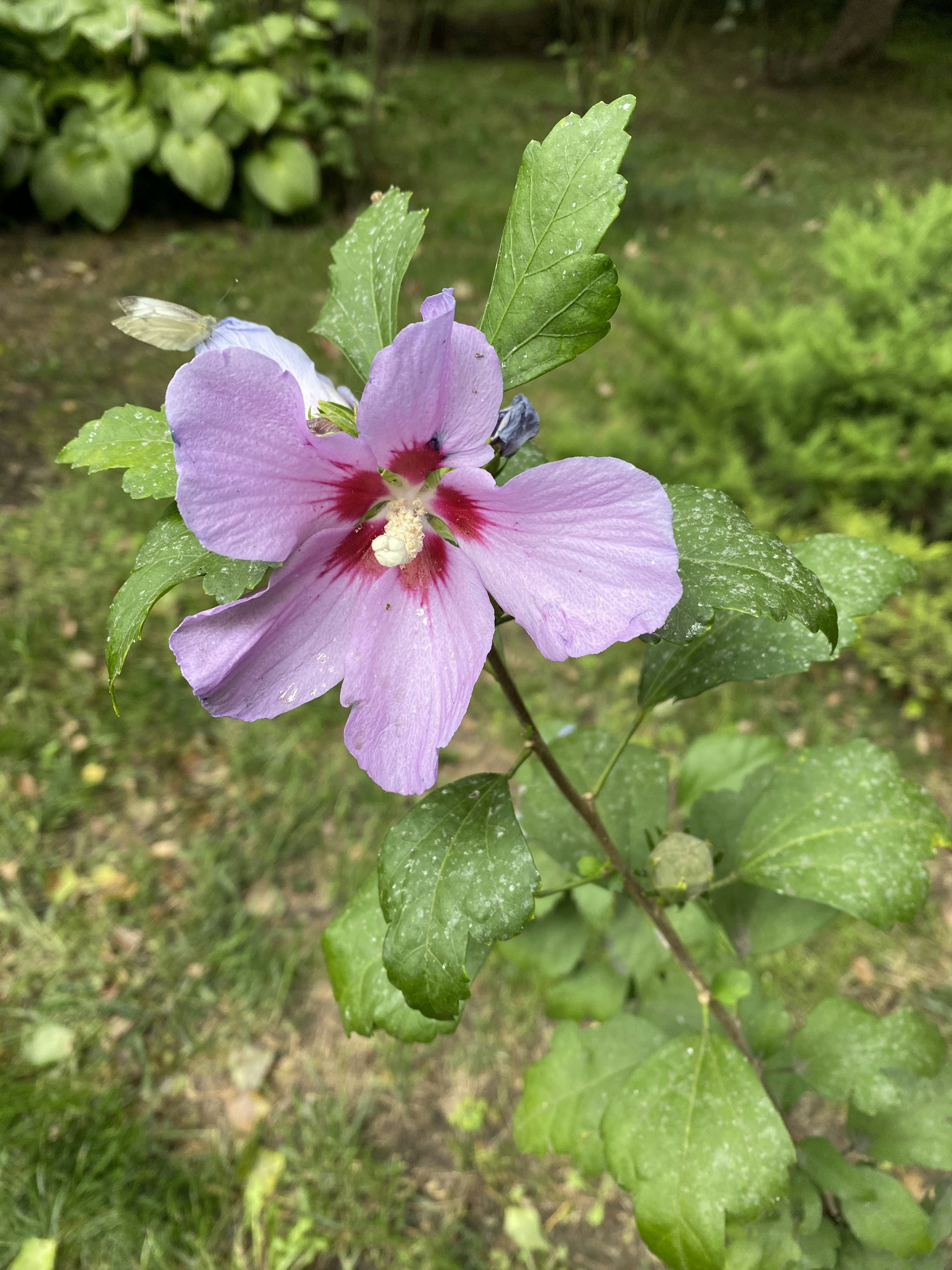 Lavender Hibiscus in Focus: A Delicate Bloom with Green Backdrop
