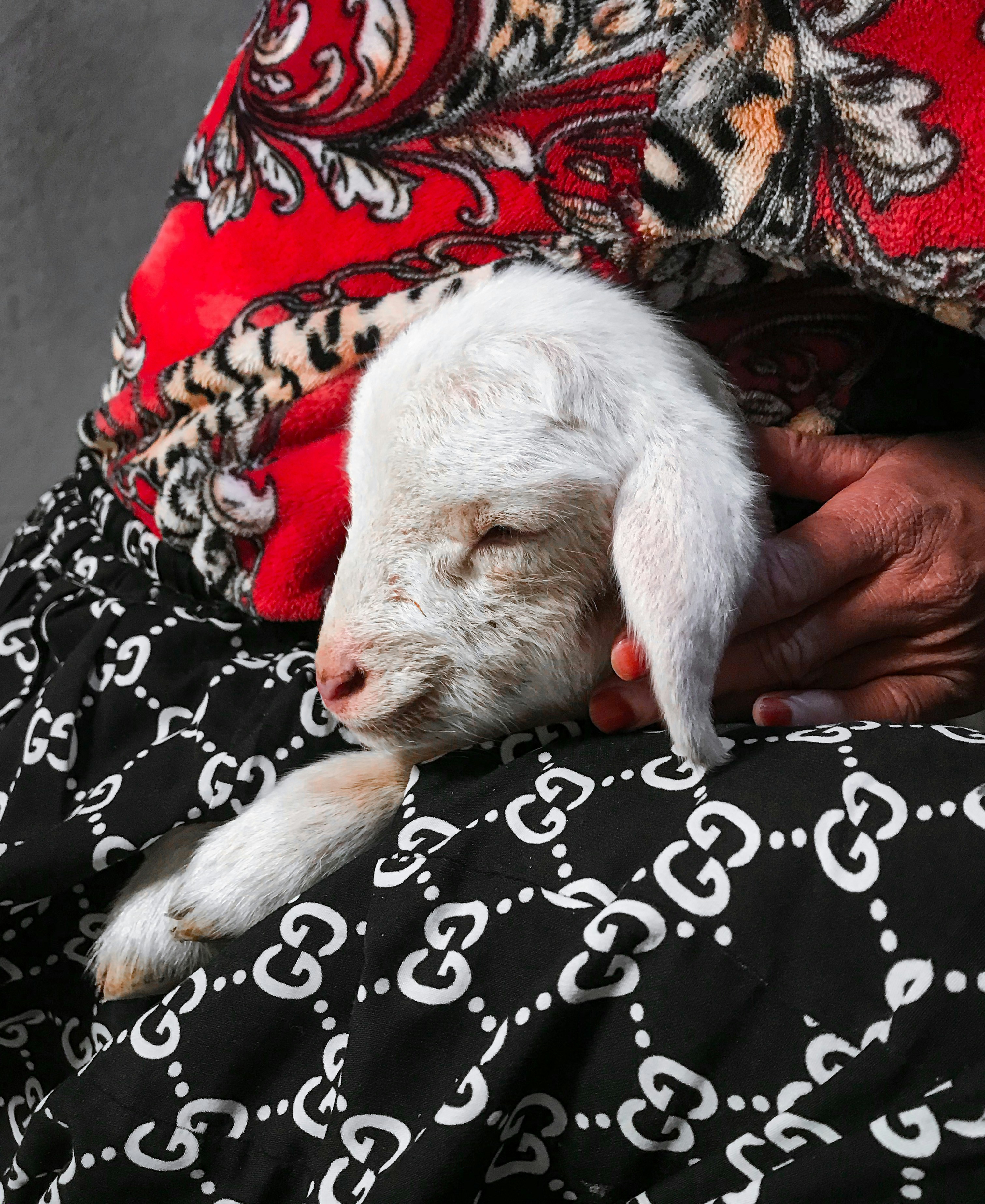 Cradle of Comfort: A White Lamb Nestled on a Lap Amid Bold Red and Black-White Patterns