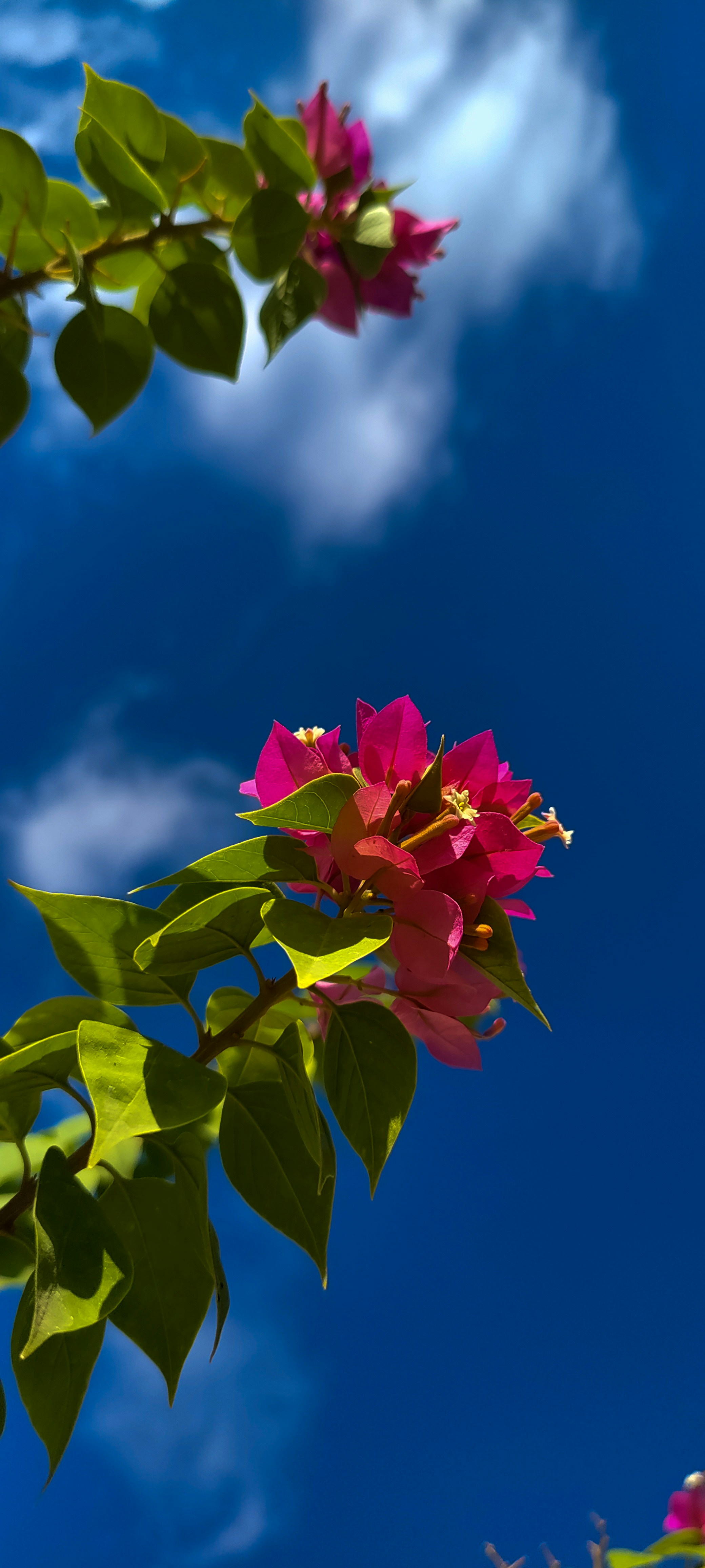 Foto Un primer plano de flores – Imagen Jintur gratis en Unsplash