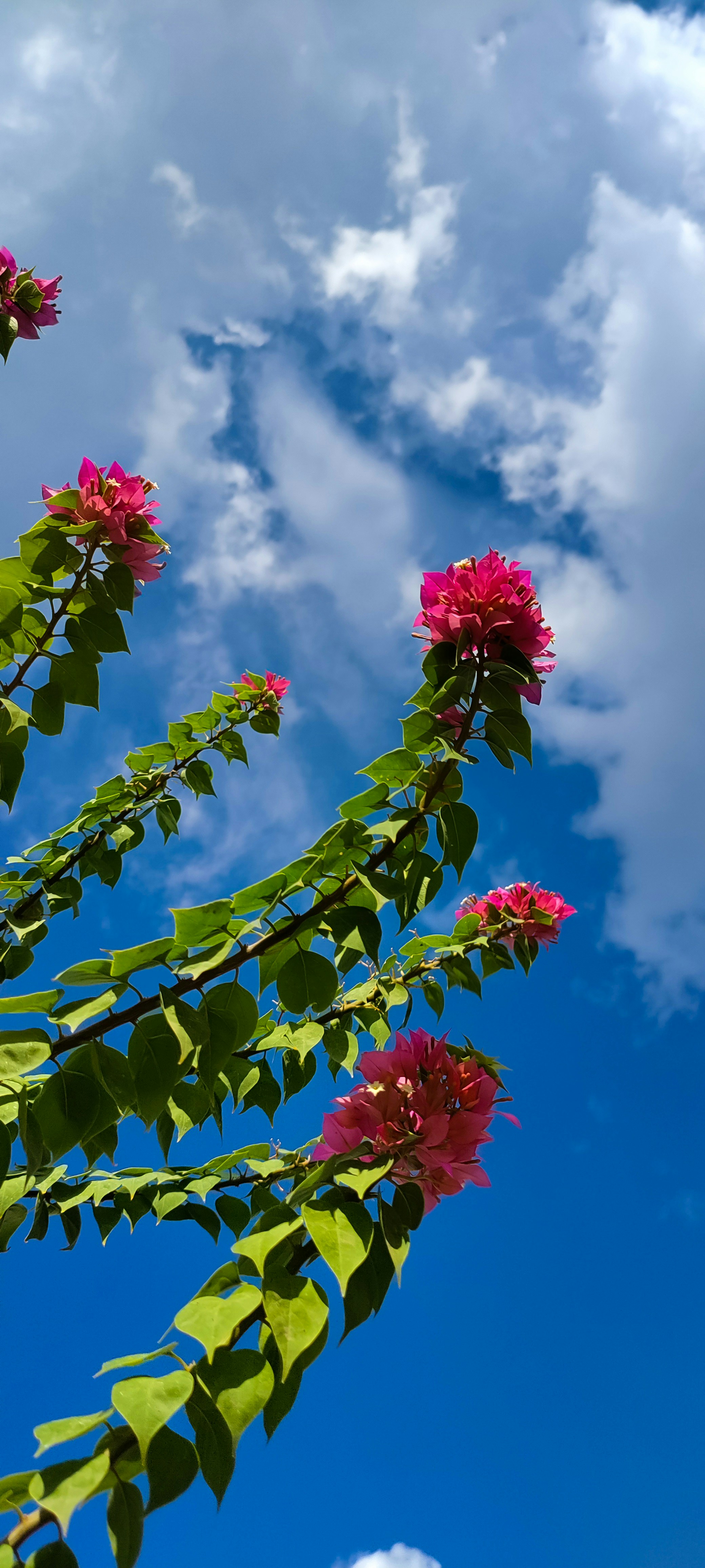 Foto Un grupo de flores – Imagen Jintur gratis en Unsplash