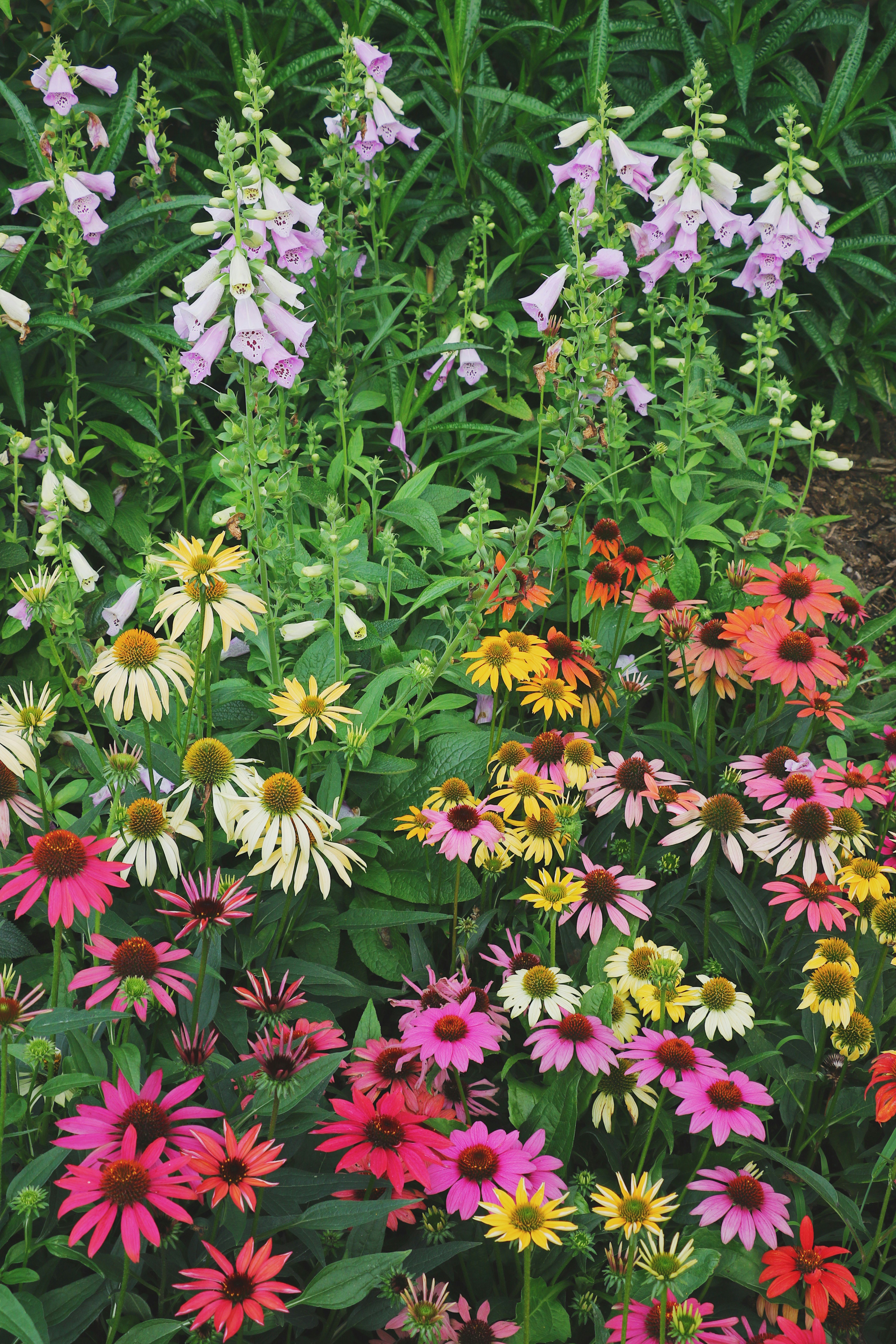 Un groupe de fleurs colorées photo – Photo Plante Gratuite sur Unsplash