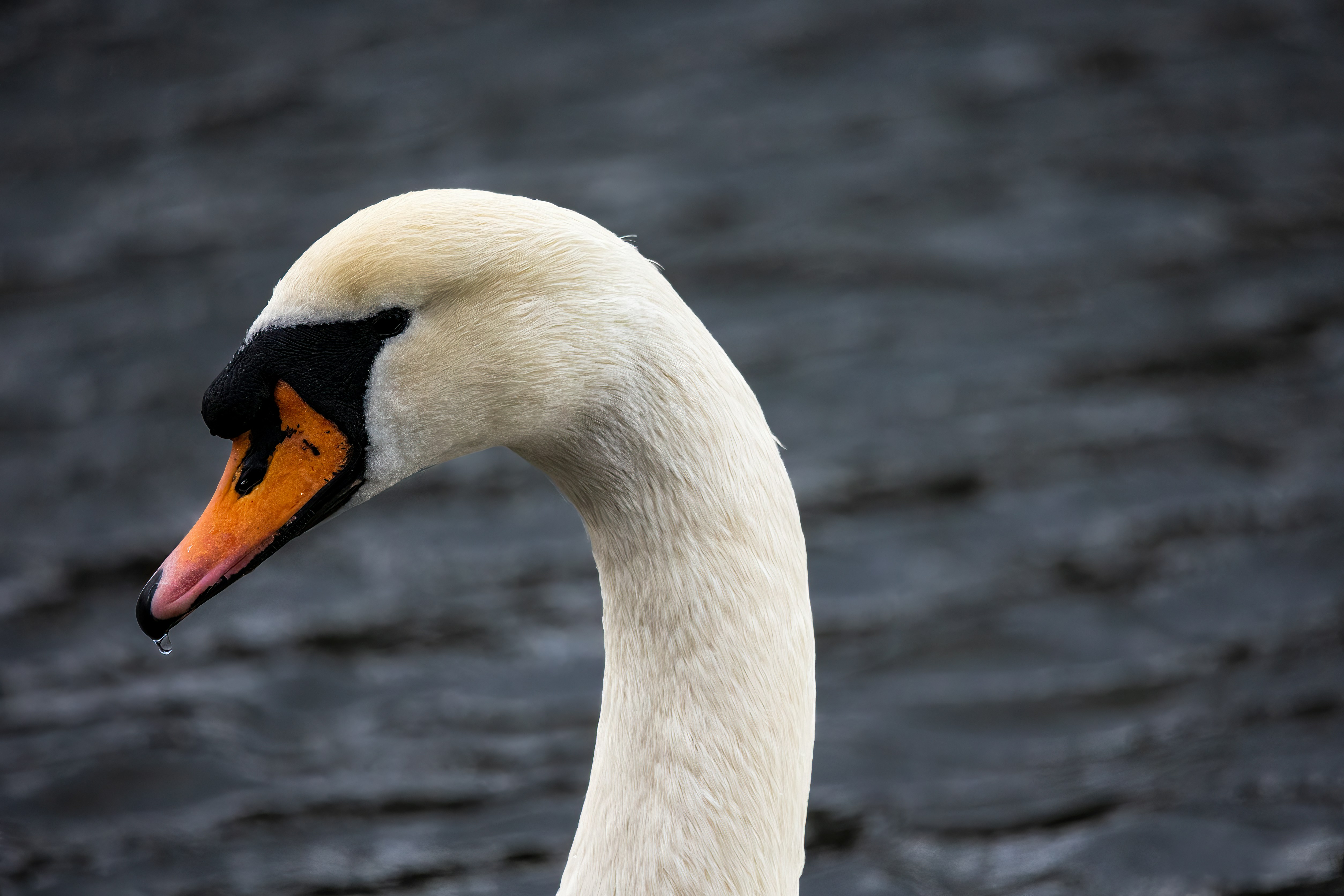 Close-up of a swan's head showcasing its elegant curves and vibrant beak against a dark, rippling water background.
