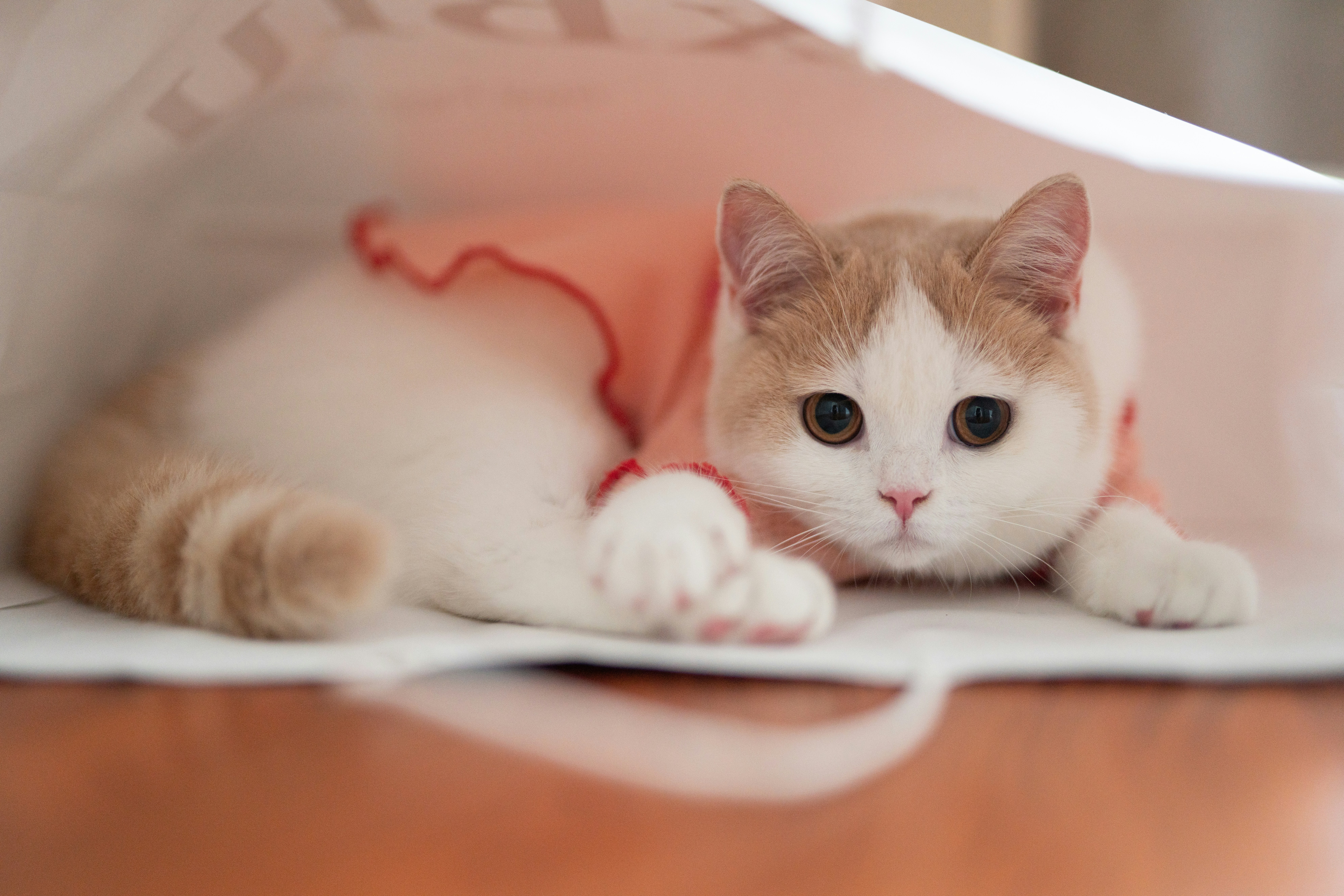 Photo by Dong Cheng with Sony Alpha 7R IIIA