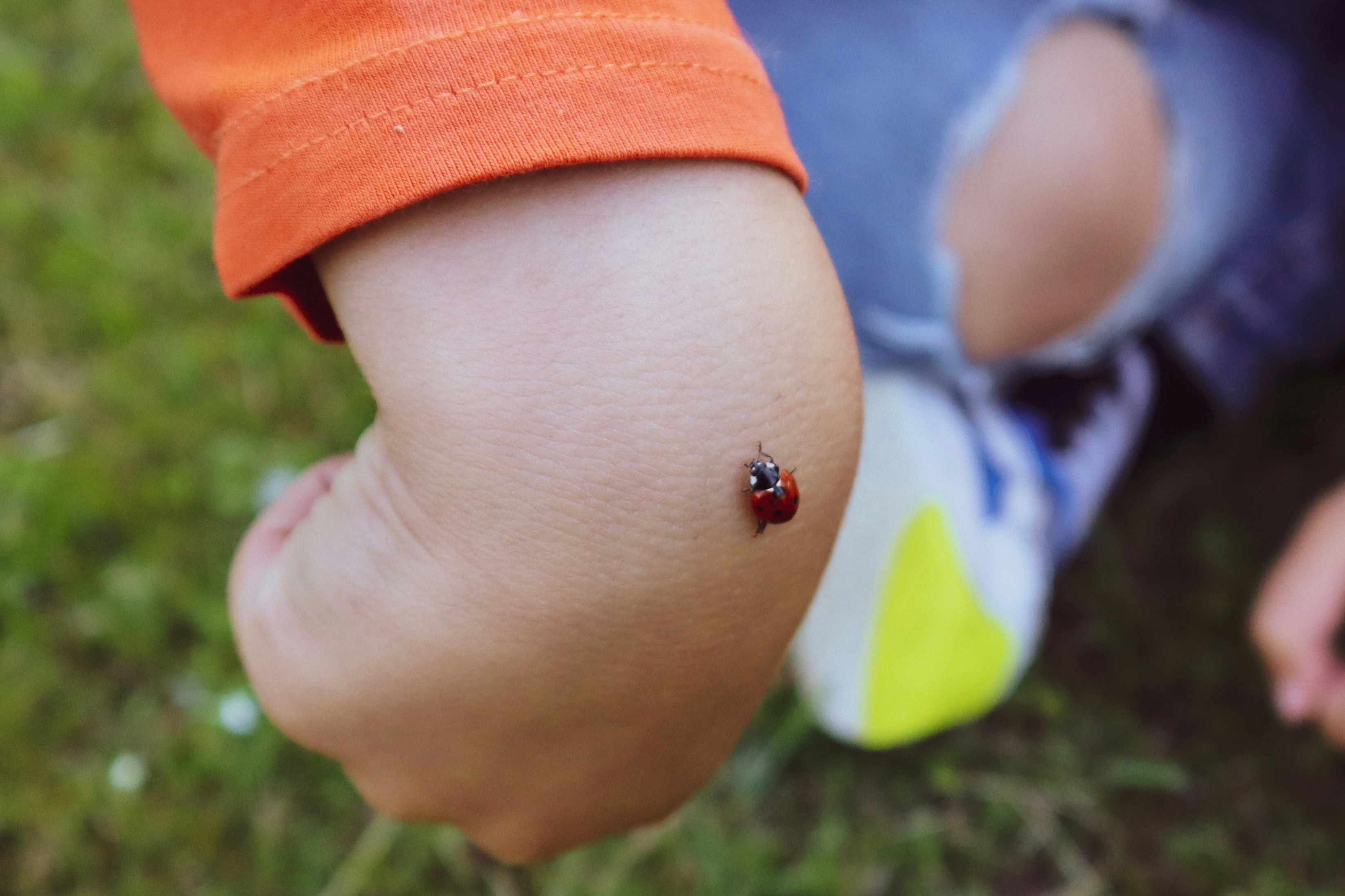 A ladybug on a finger photo – Free Playing with bug Image on Unsplash