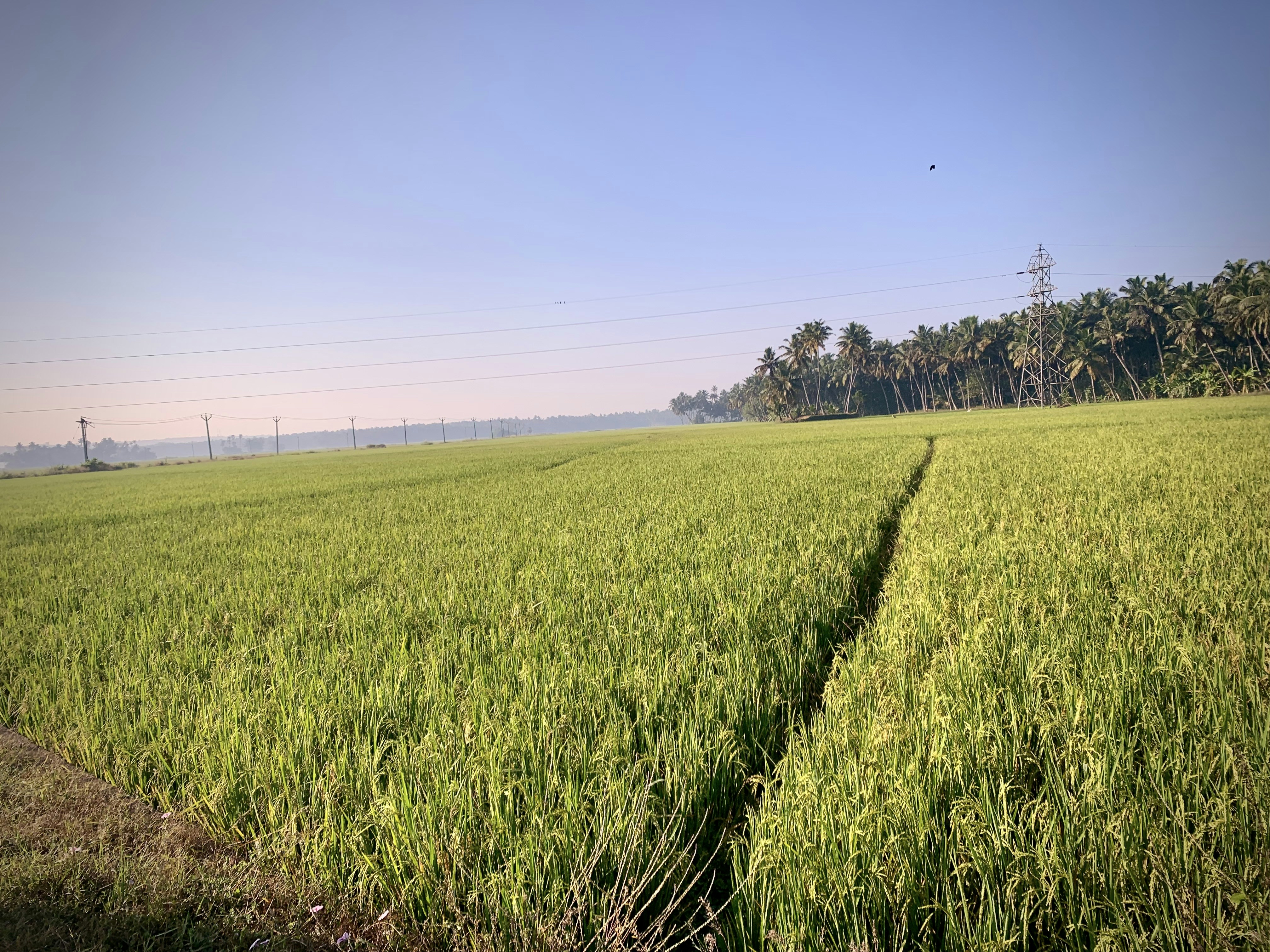 Shadow of a person stretches across a lush green field under a clear blue sky, with distant trees lining the horizon.