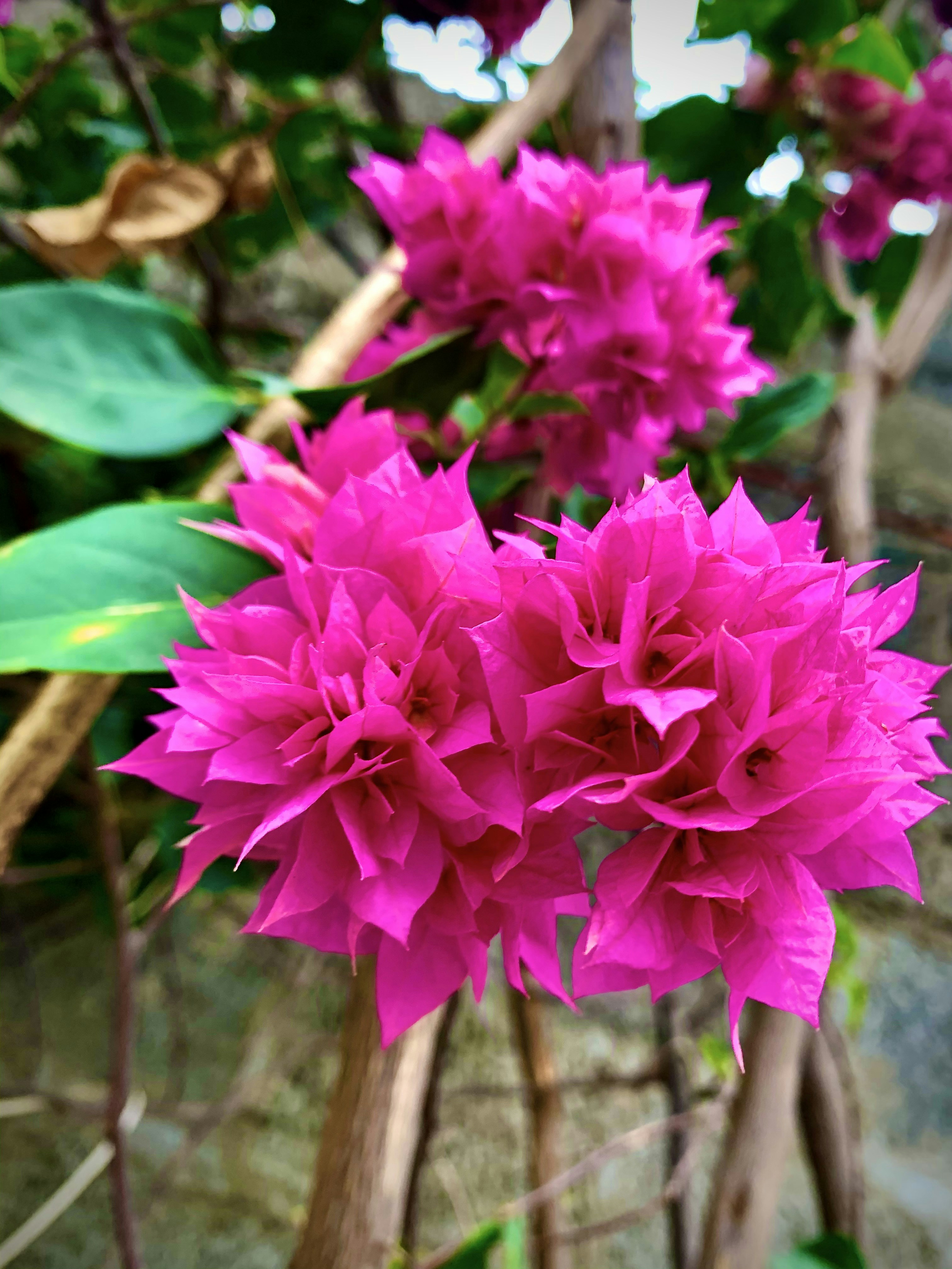 Crimson Bougainvillea Close-Up: Velvet Petals in Sharp Focus