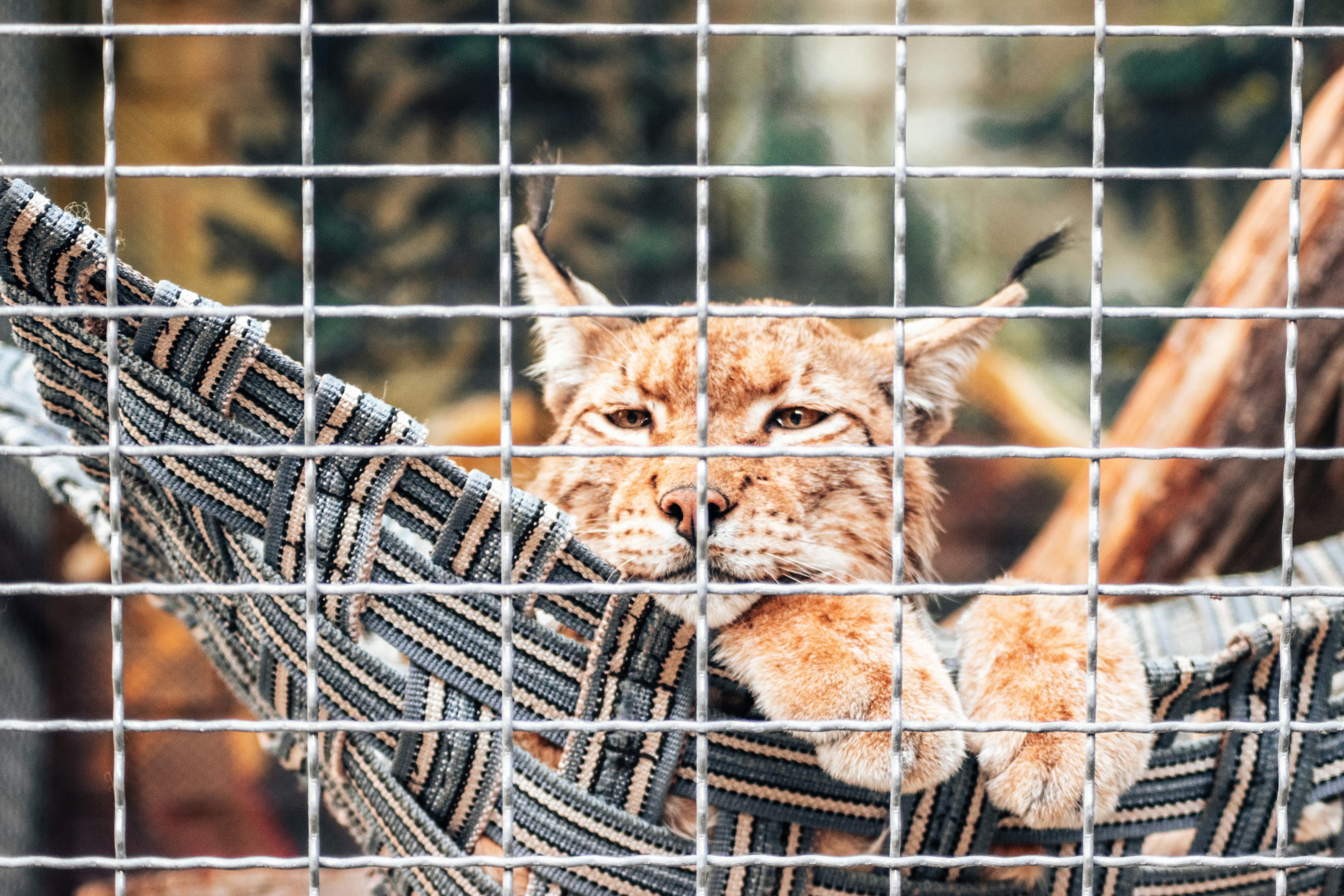 A fox behind a fence photo – Free Brown Image on Unsplash