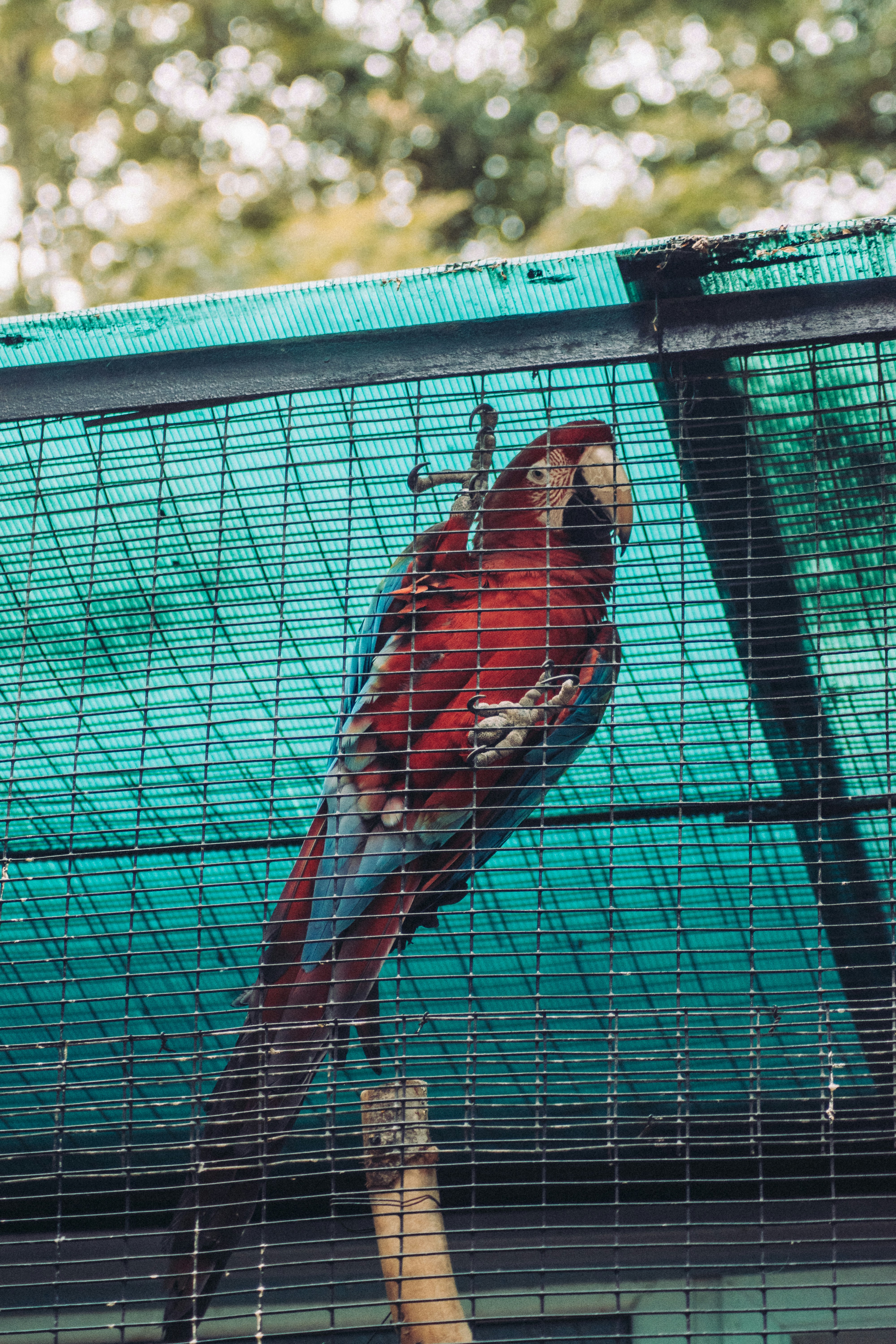Crimson Macaw in a Sea of Mesh: Hidden Among the Cage Bars