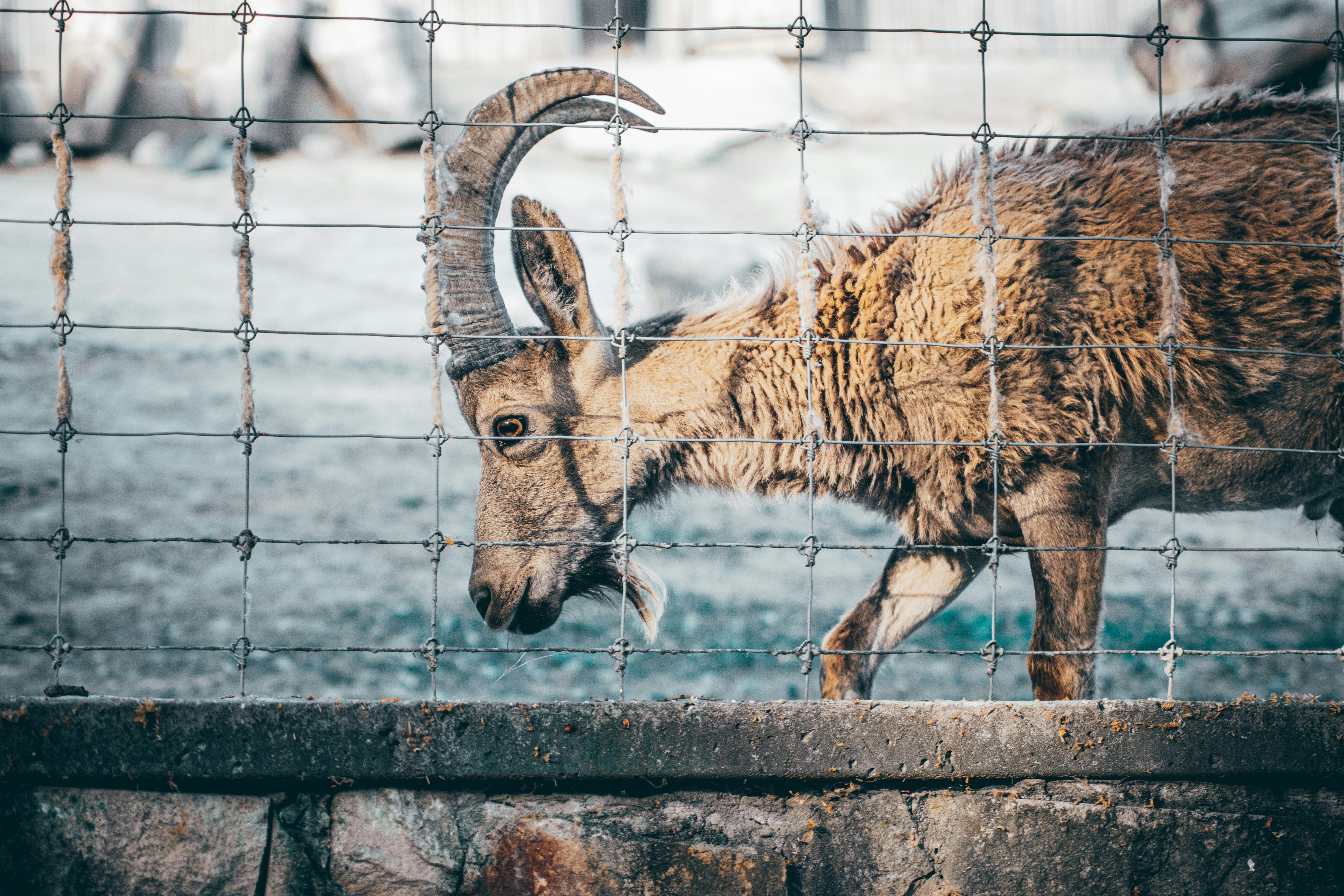 A goat in a cage photo – Free Animal Image on Unsplash
