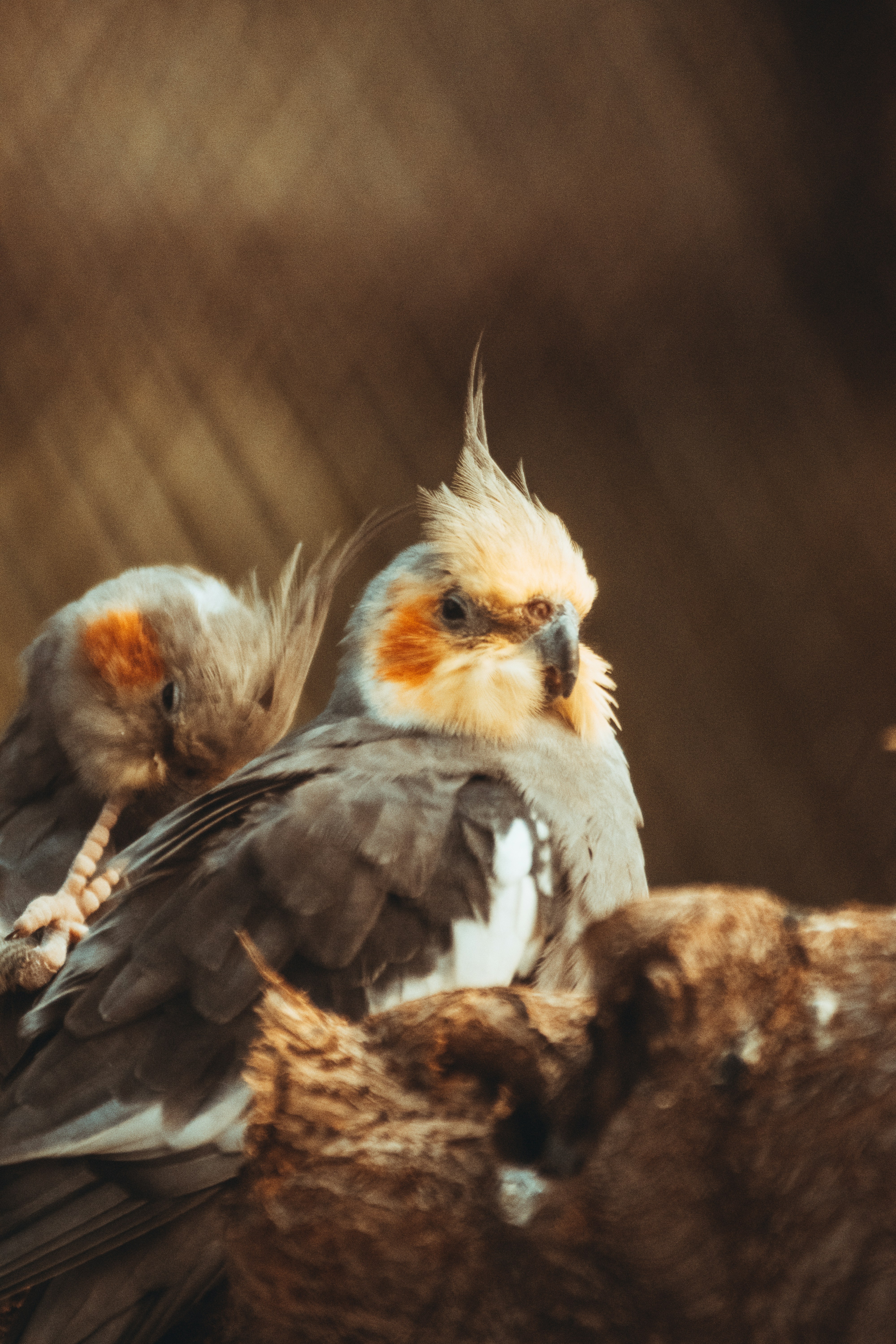 Golden Hour Duo: A Crested Cockatiel Preens Its Companion on a Weathered Log