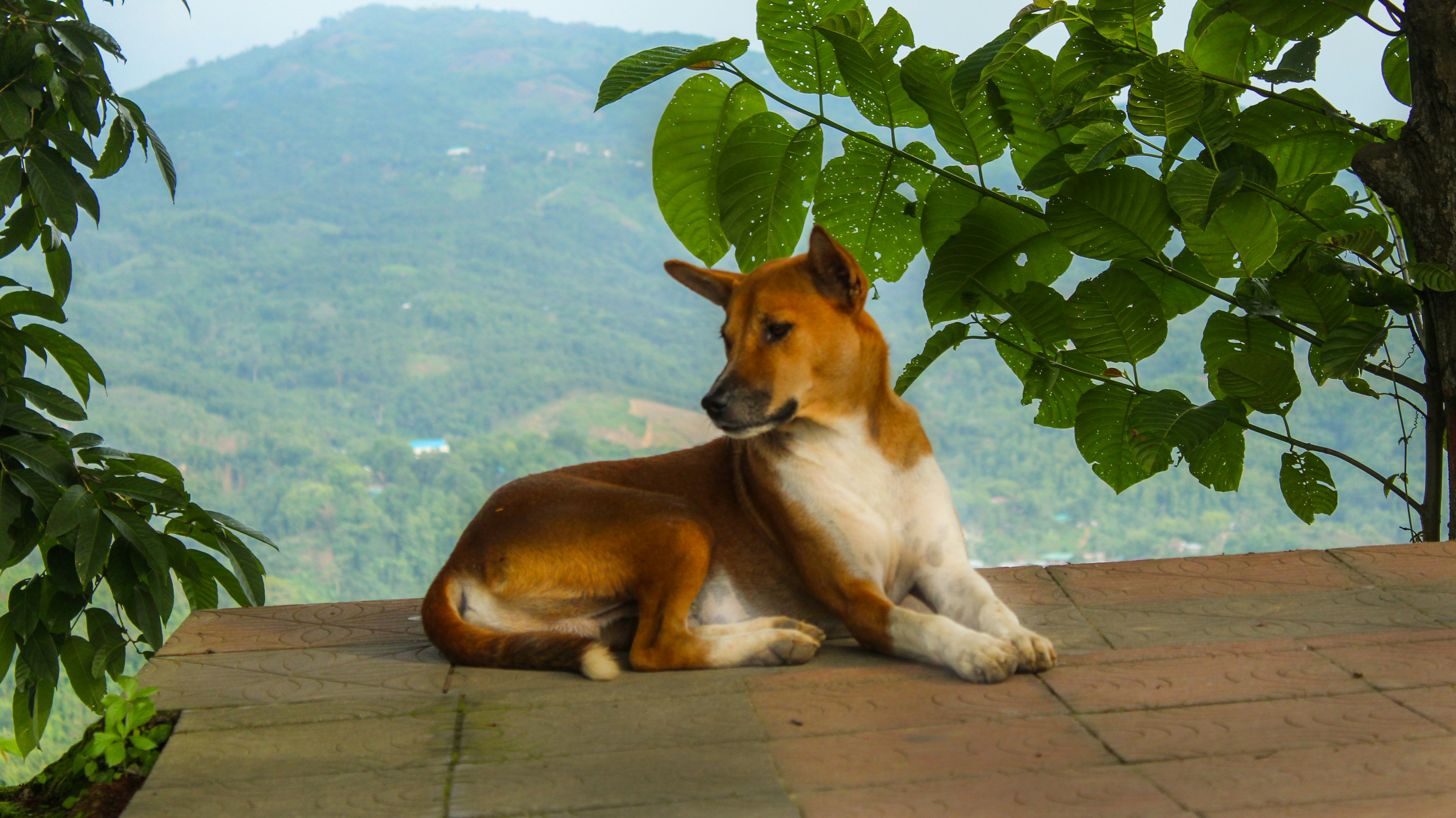 Terracotta Paws at the Terrace Edge