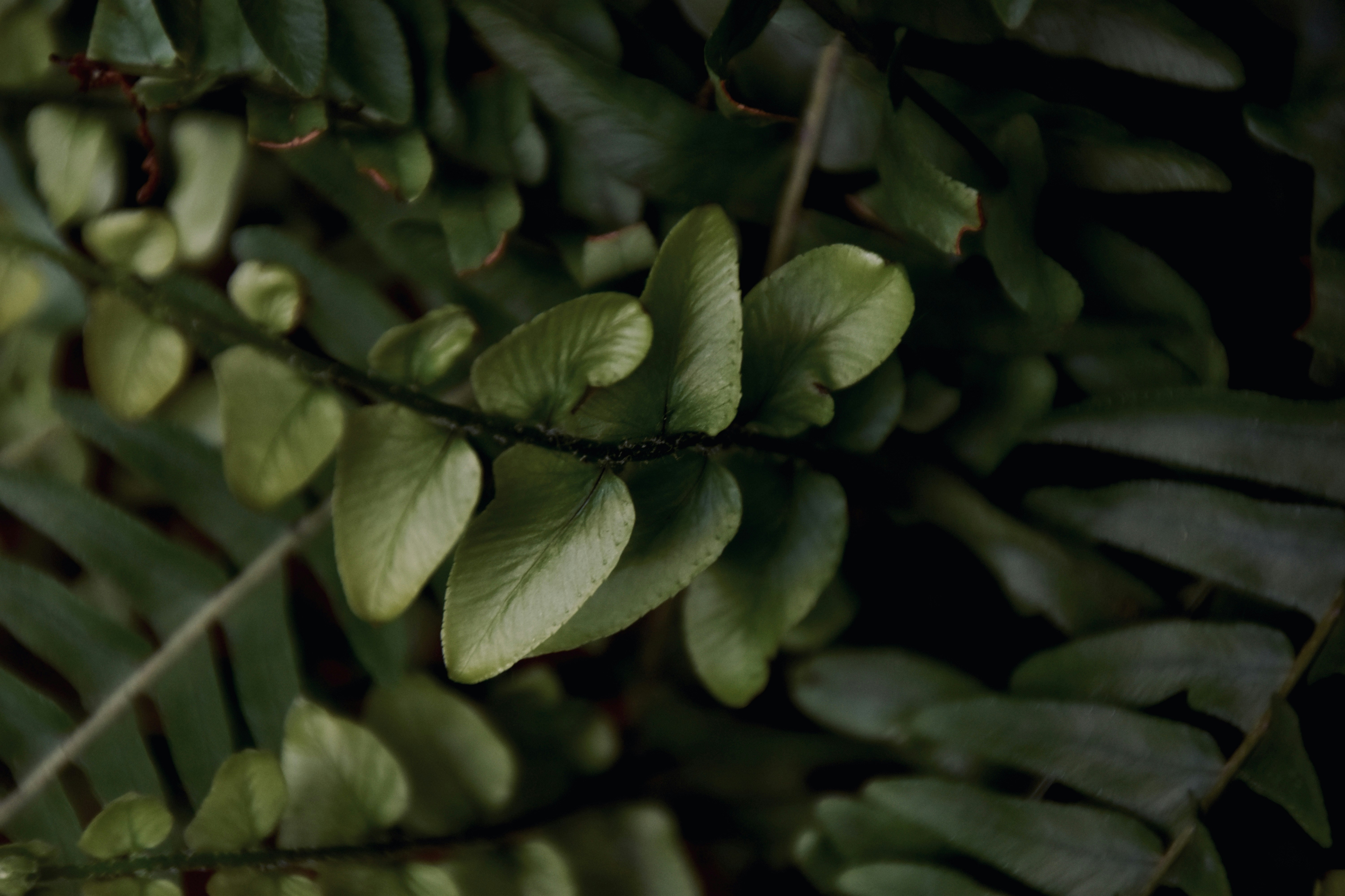 Quiet Verdure: A Close-Up Study of Leaf Veins in Low Light
