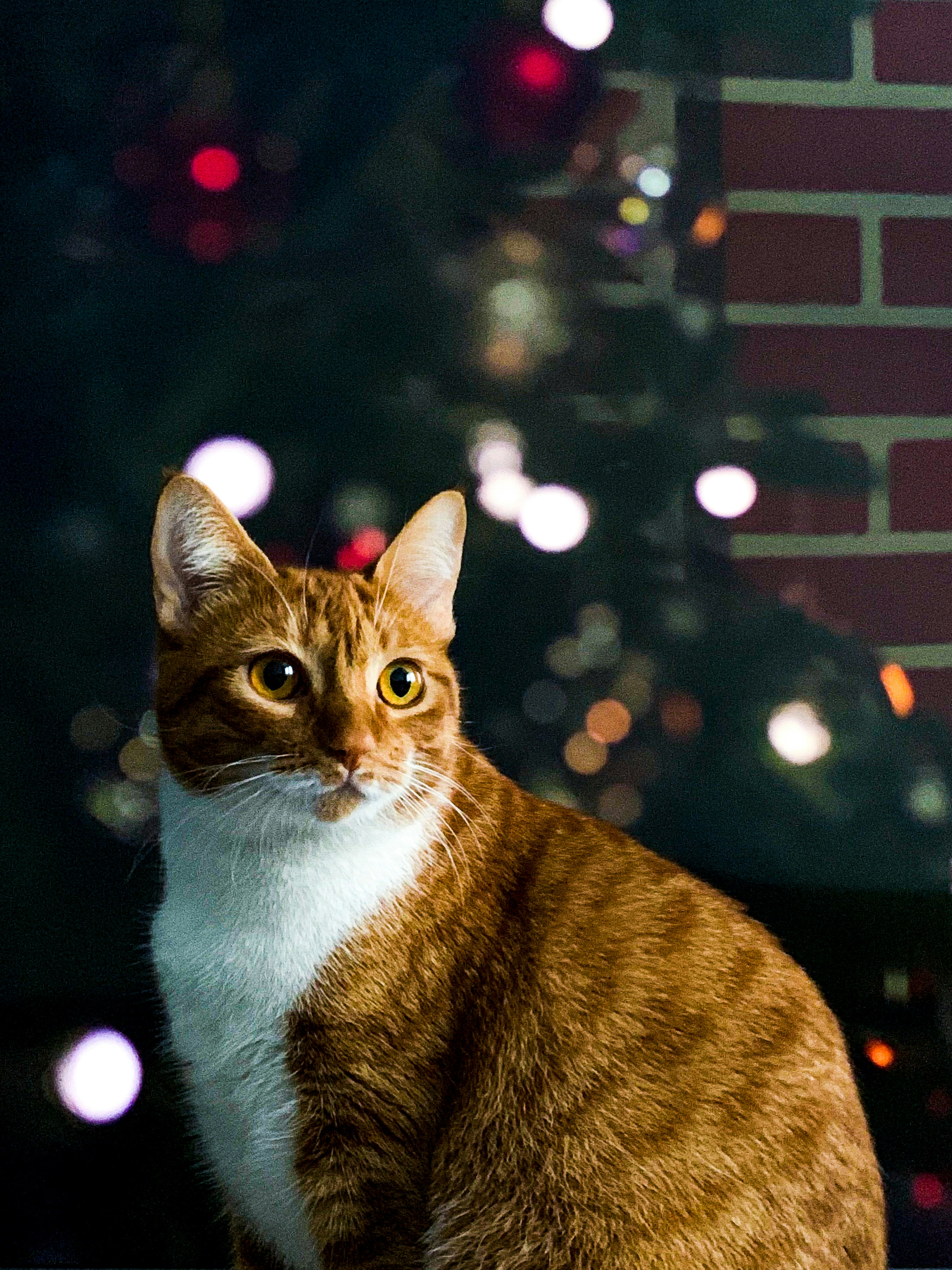 Golden Hour Spotlight: A Cat Beside the Christmas Glow