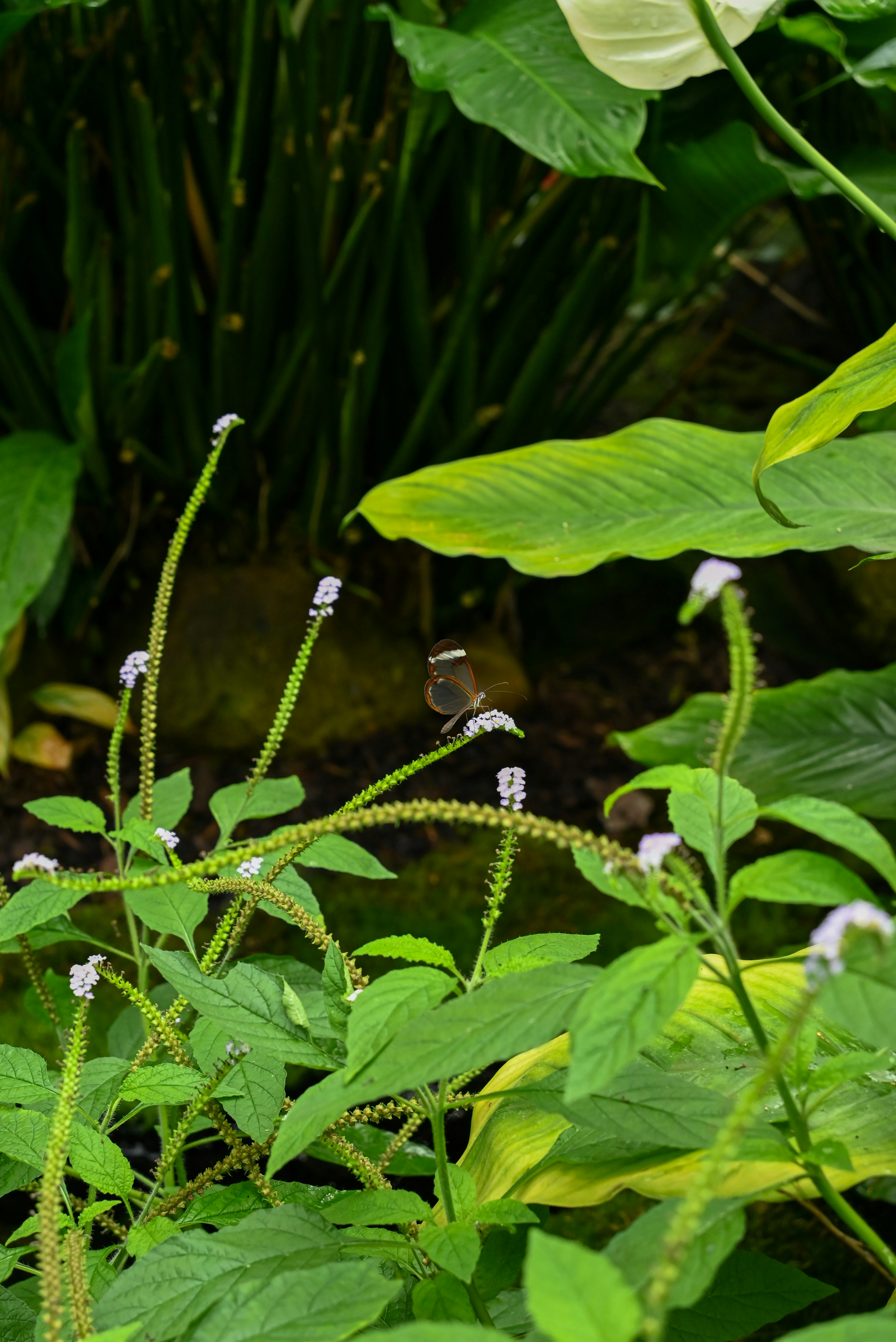 a insect on the plant