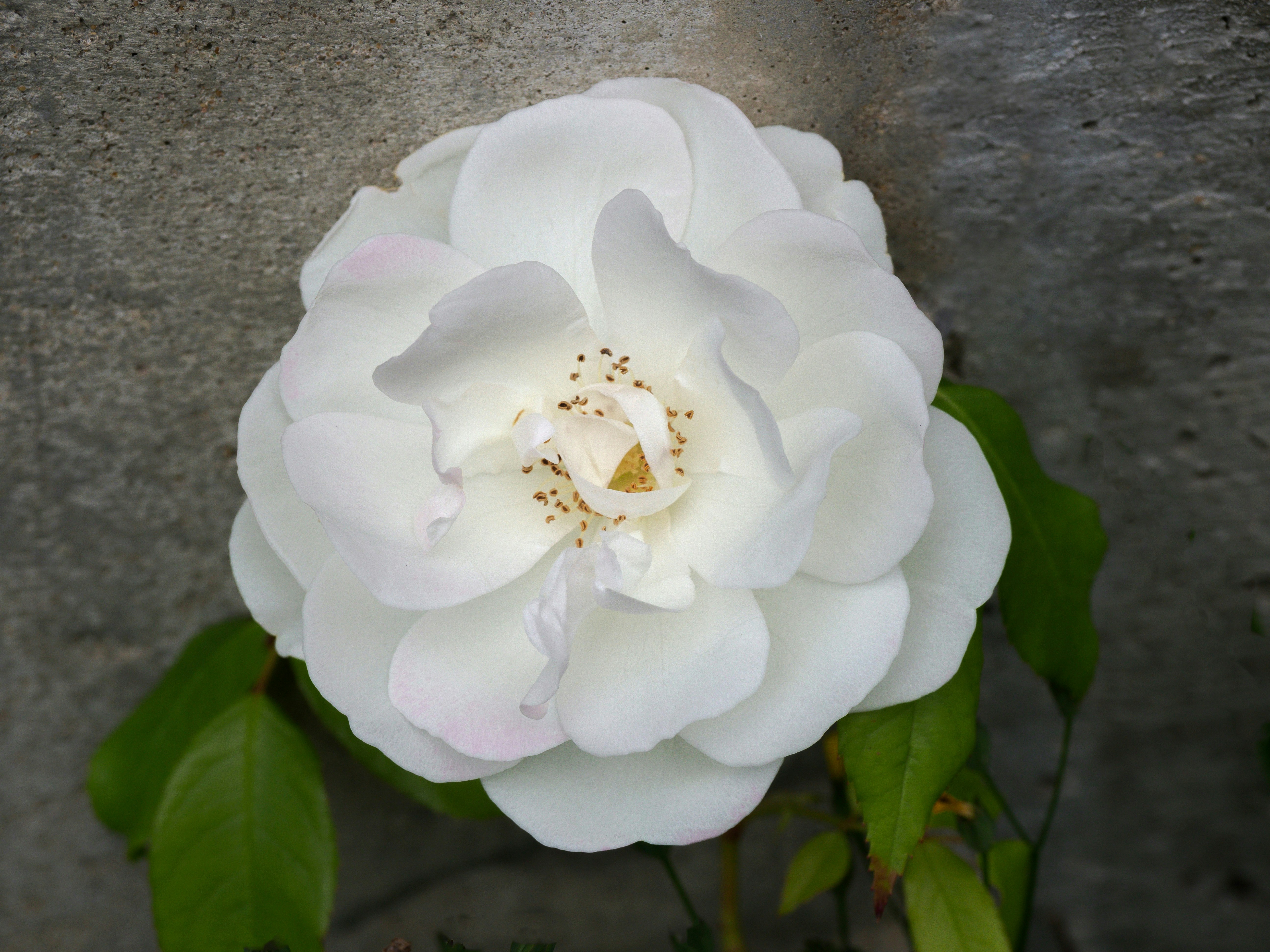 A pristine white rose blooms against a textured gray backdrop, highlighting its delicate petals and subtle blush tones.