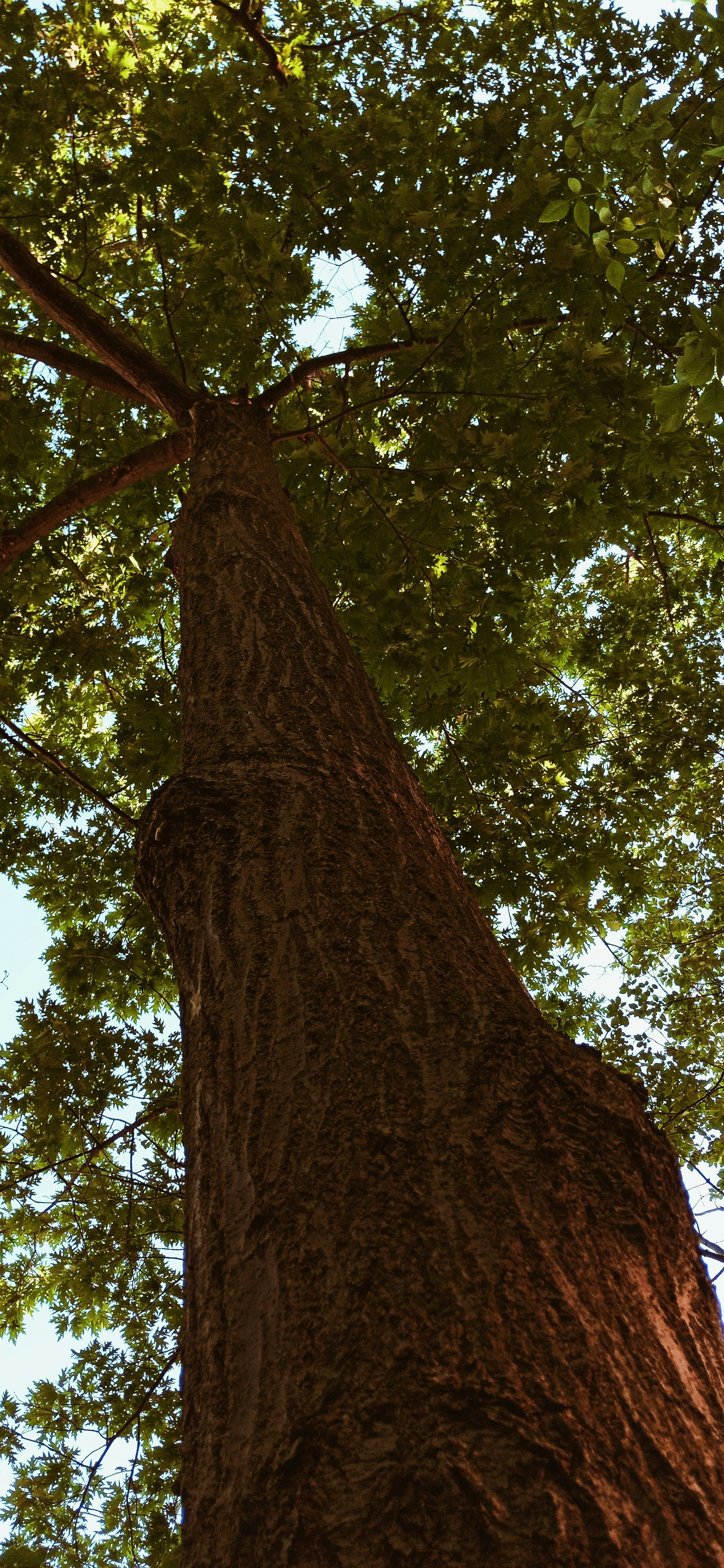 A ground-level view of a tall tree trunk rising into a dense canopy, with sunlight filtering through the leaves. The image highlights bark texture and the vertical ascent.