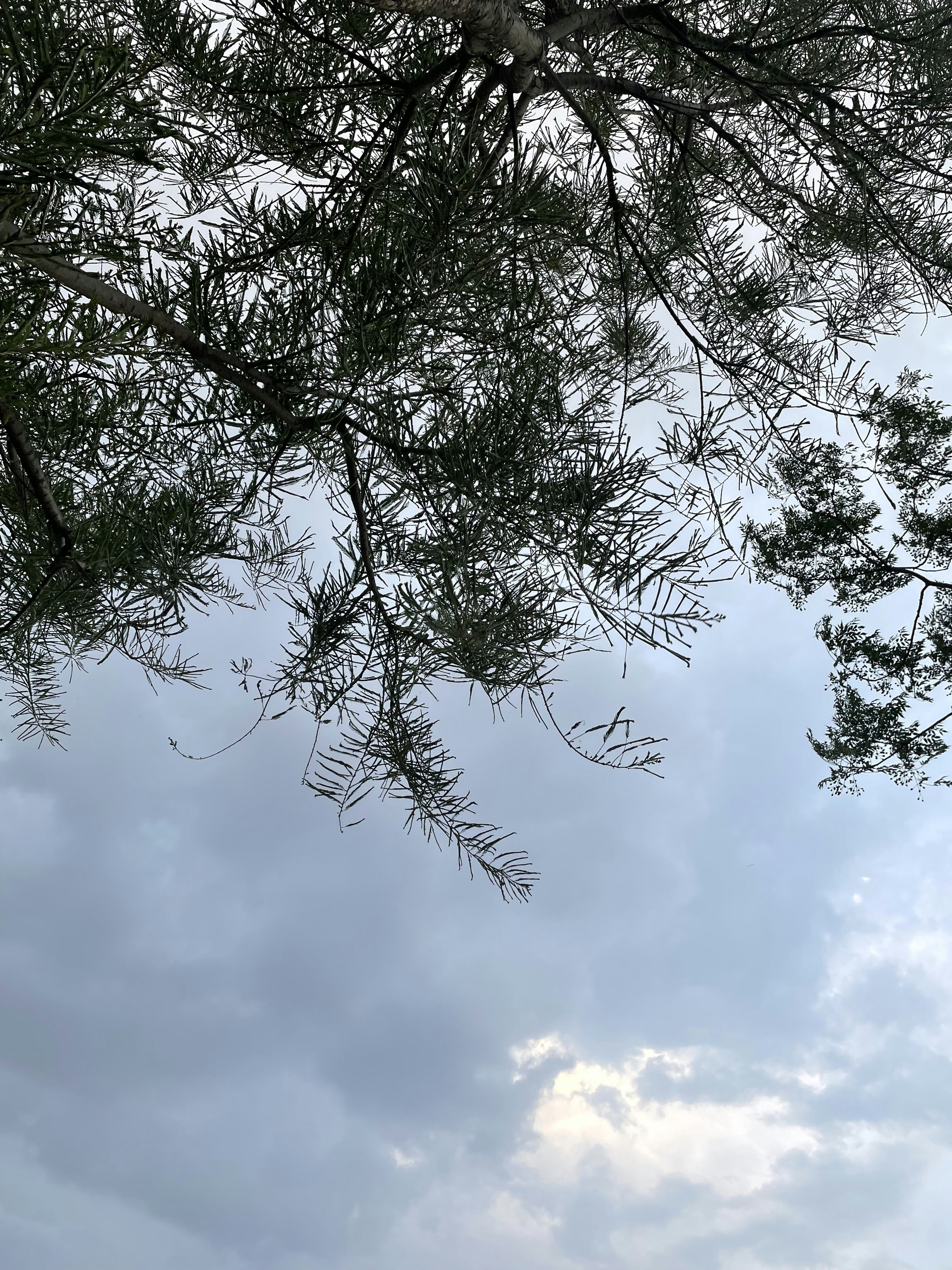 Branches of a tree reaching towards a cloudy sky, creating a serene and contemplative atmosphere.