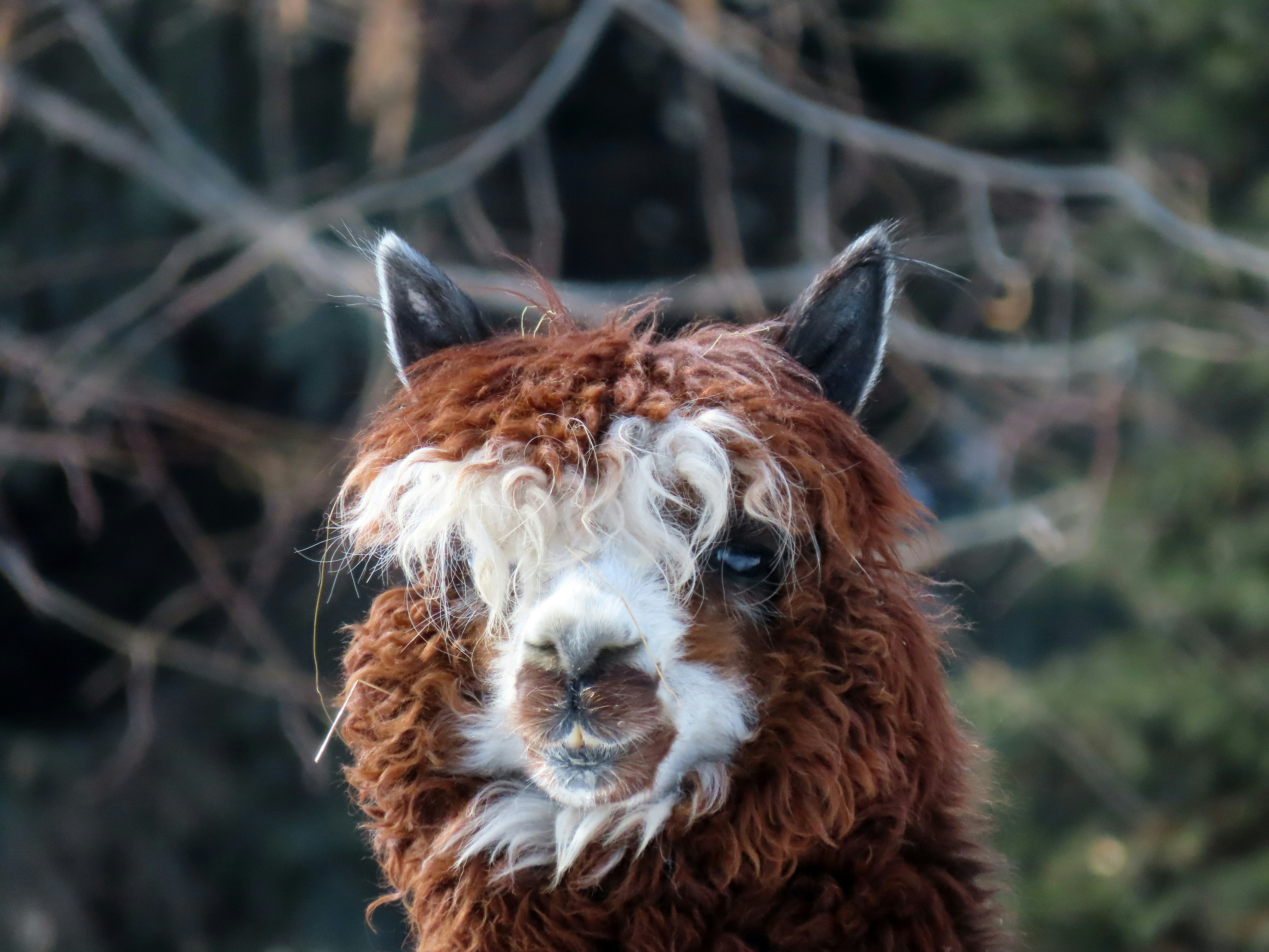 Portrait of a brown and white llama