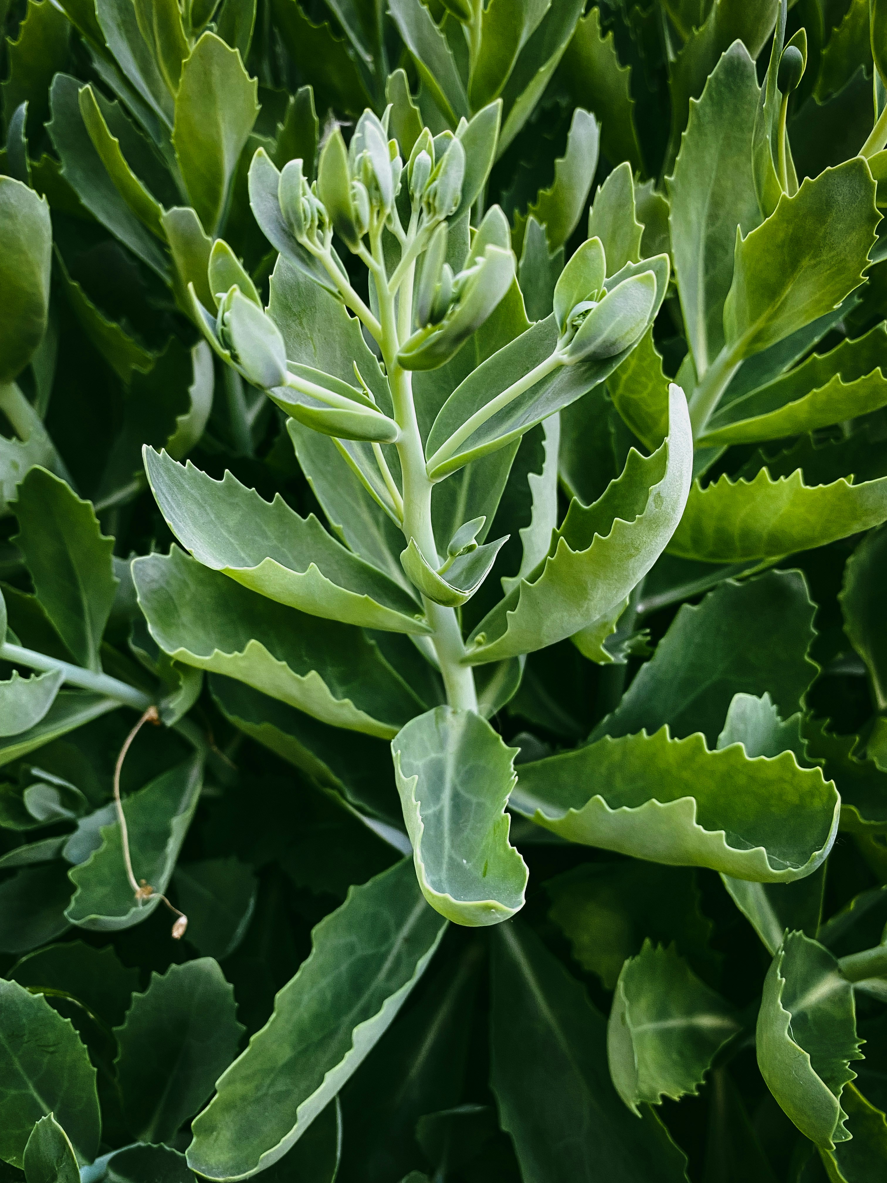 Emerald Fronds: a close-up study of serrated succulent leaves