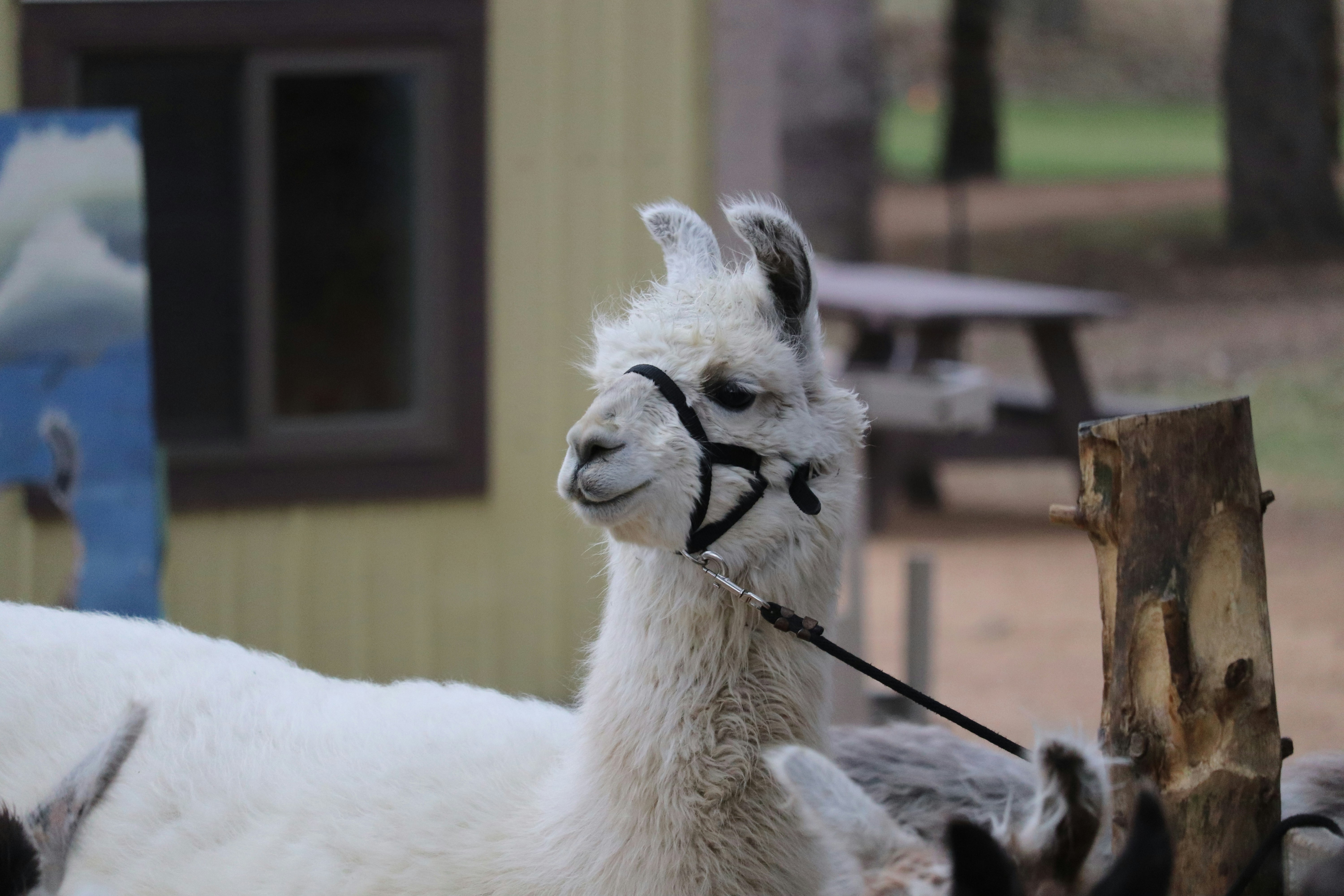 Curious Llama at the Fence: A Quiet Farm Portrait